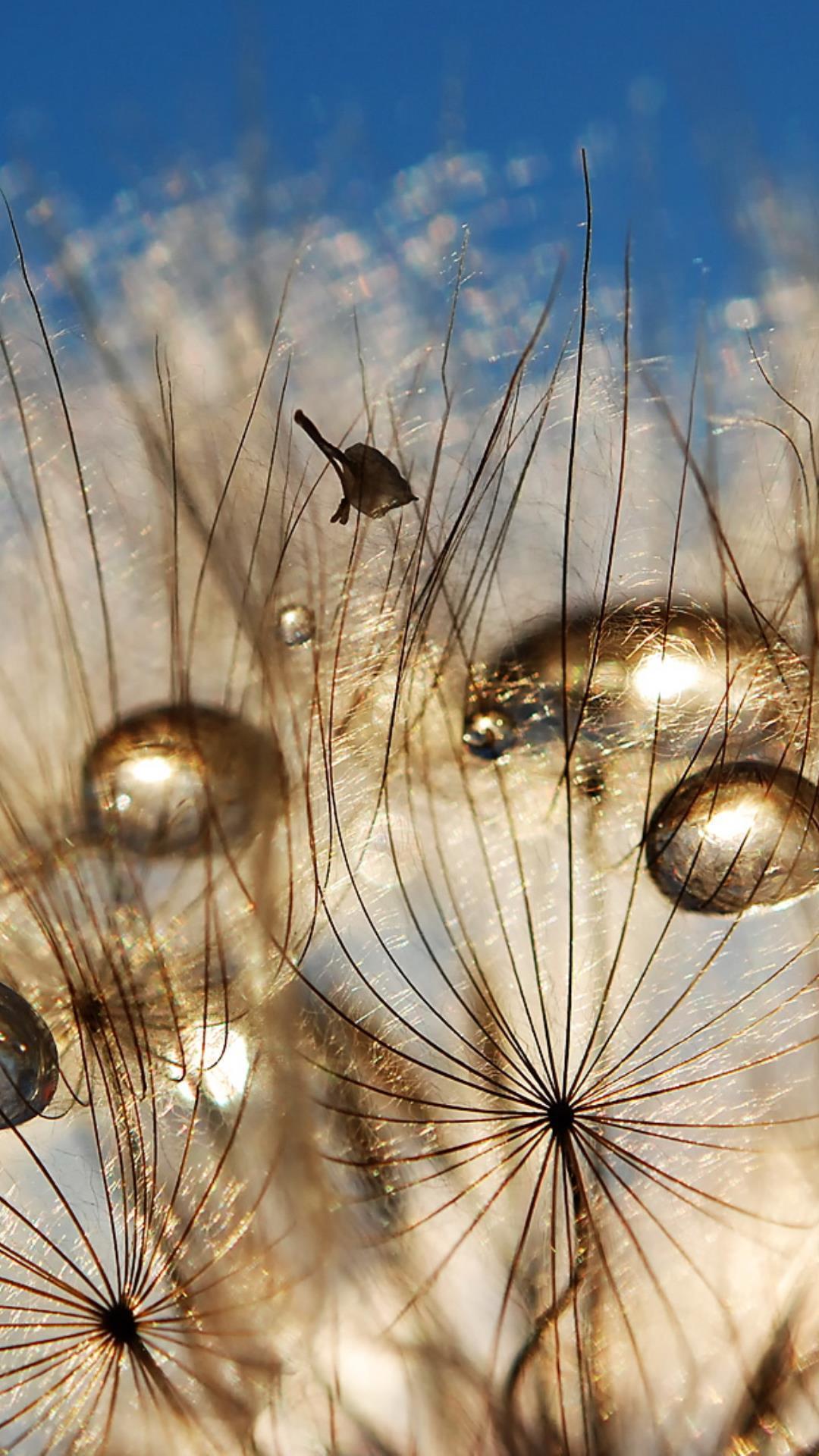 Cute Dandelion Wallpapers - Top Free Cute Dandelion Backgrounds ...