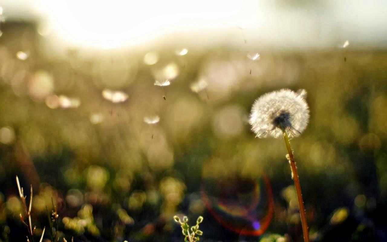 Cute Dandelion Wallpapers - Top Free Cute Dandelion Backgrounds ...