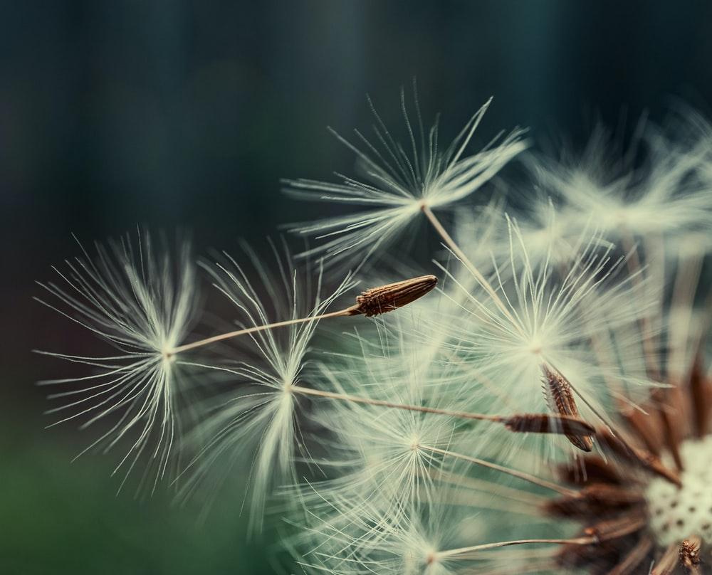 Cute Dandelion Wallpapers - Top Free Cute Dandelion Backgrounds ...