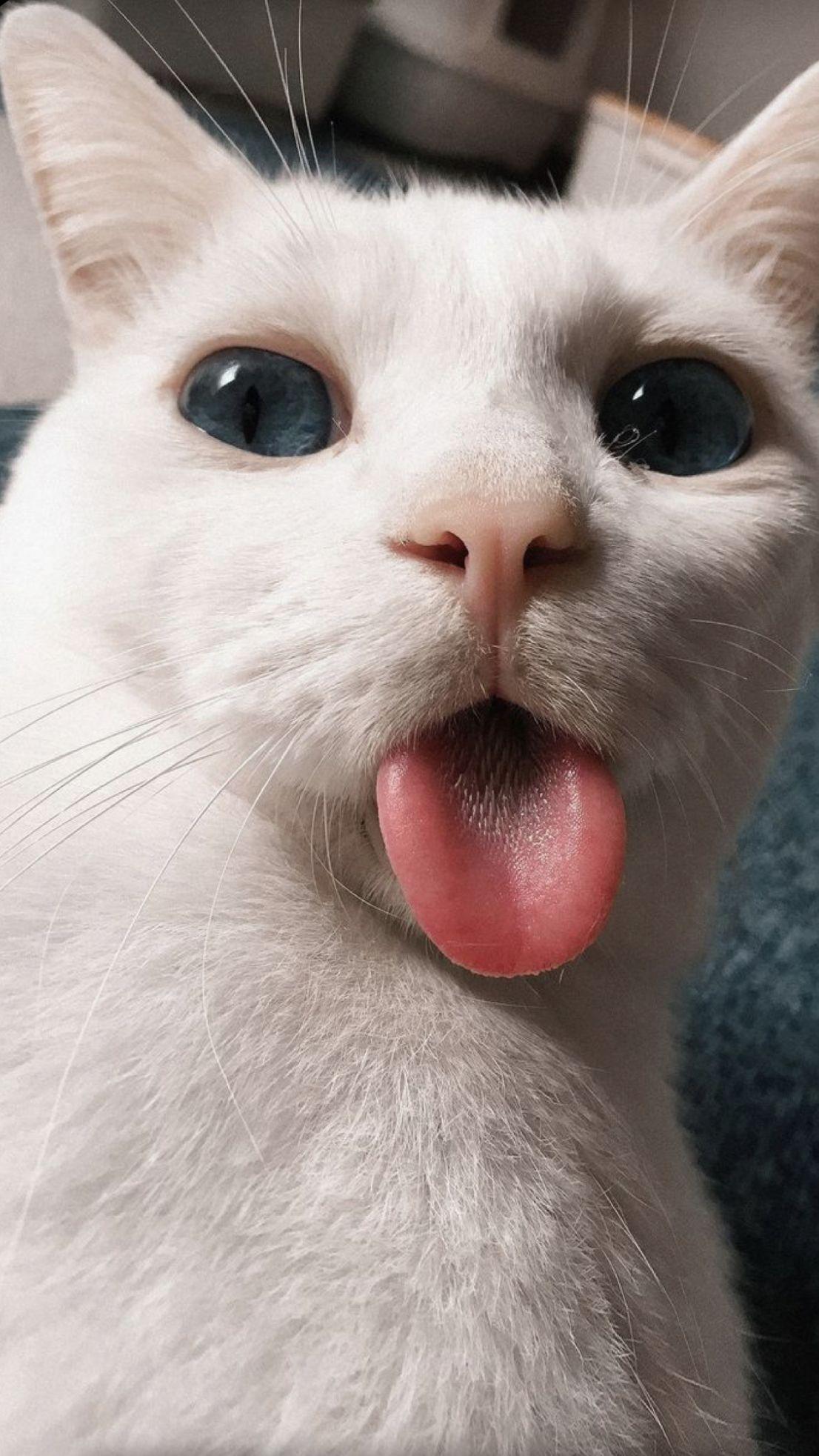 Smiling Cat Wallpapers - Top Free Smiling Cat Backgrounds - WallpaperAccess