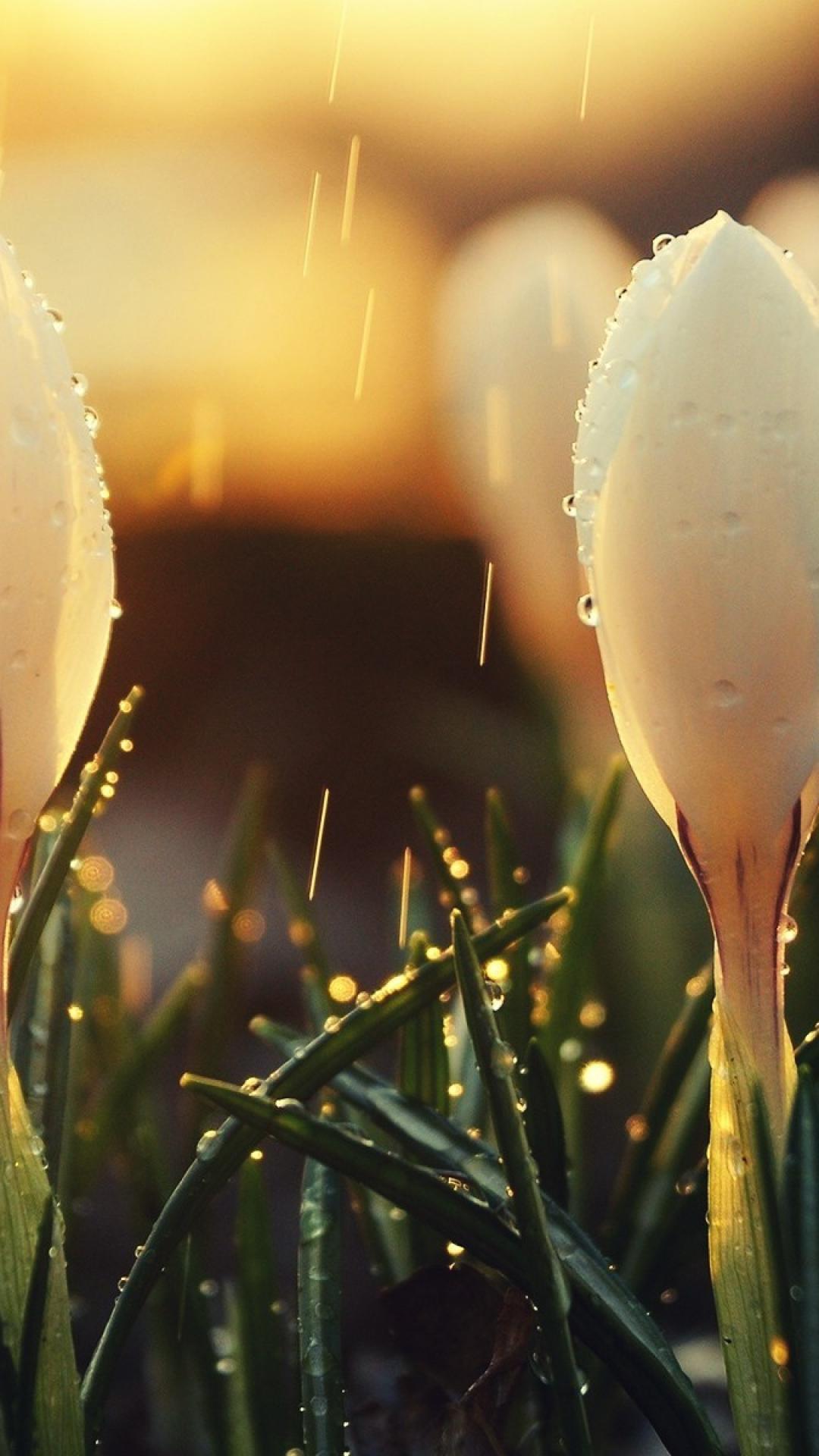 Rain Mobile Wallpapers - Top Free Rain Mobile Backgrounds - WallpaperAccess