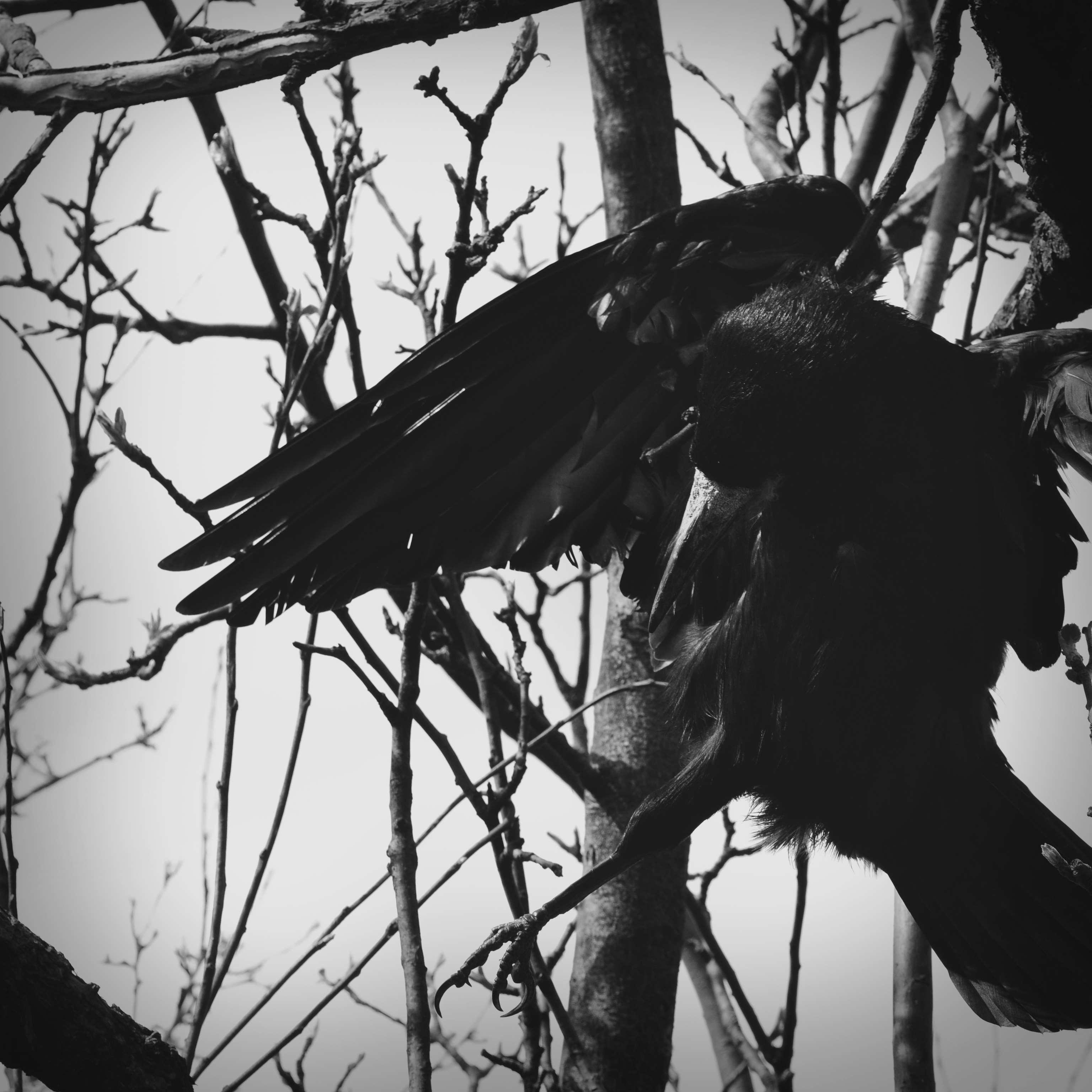 Gothic Raven Wallpapers - Top Free Gothic Raven Backgrounds ...