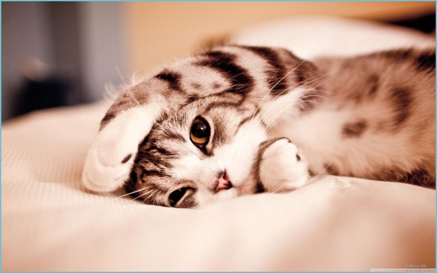 Cute Cat Desktop Wallpapers - Top Free Cute Cat Desktop Backgrounds ...