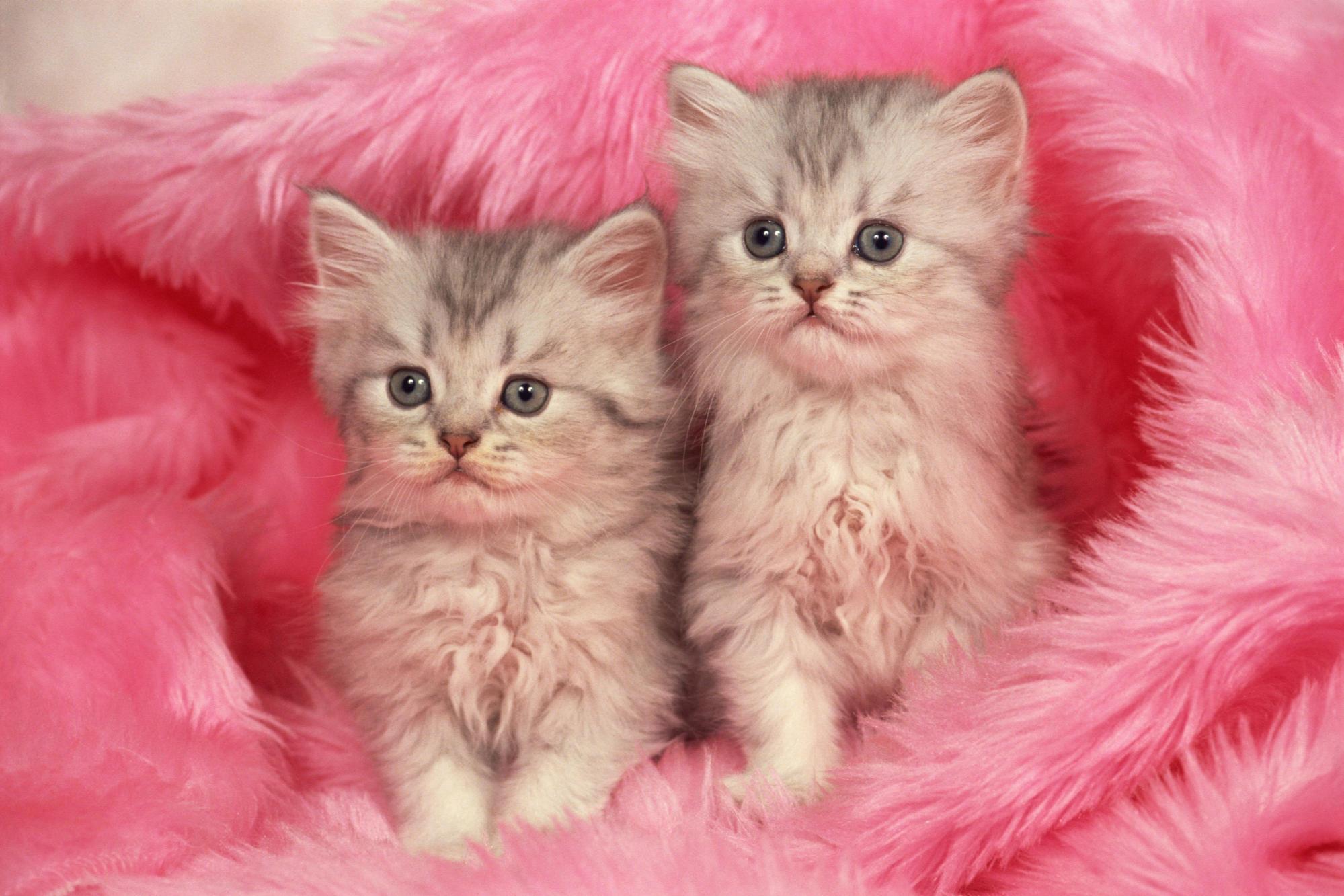 Cute Cat Desktop Wallpapers - Top Free Cute Cat Desktop Backgrounds ...