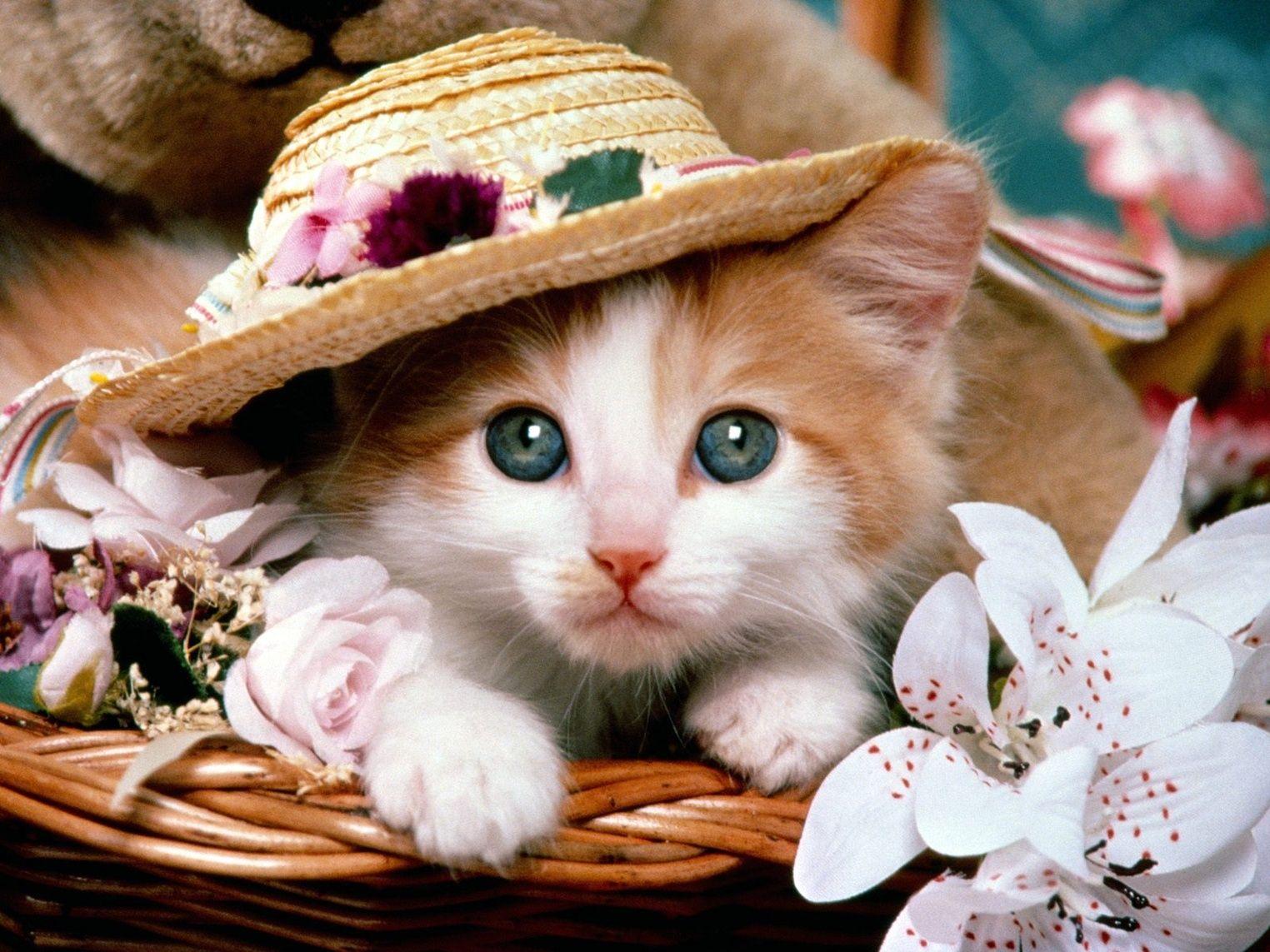 Cute Cat Desktop Wallpapers - Top Free Cute Cat Desktop Backgrounds ...