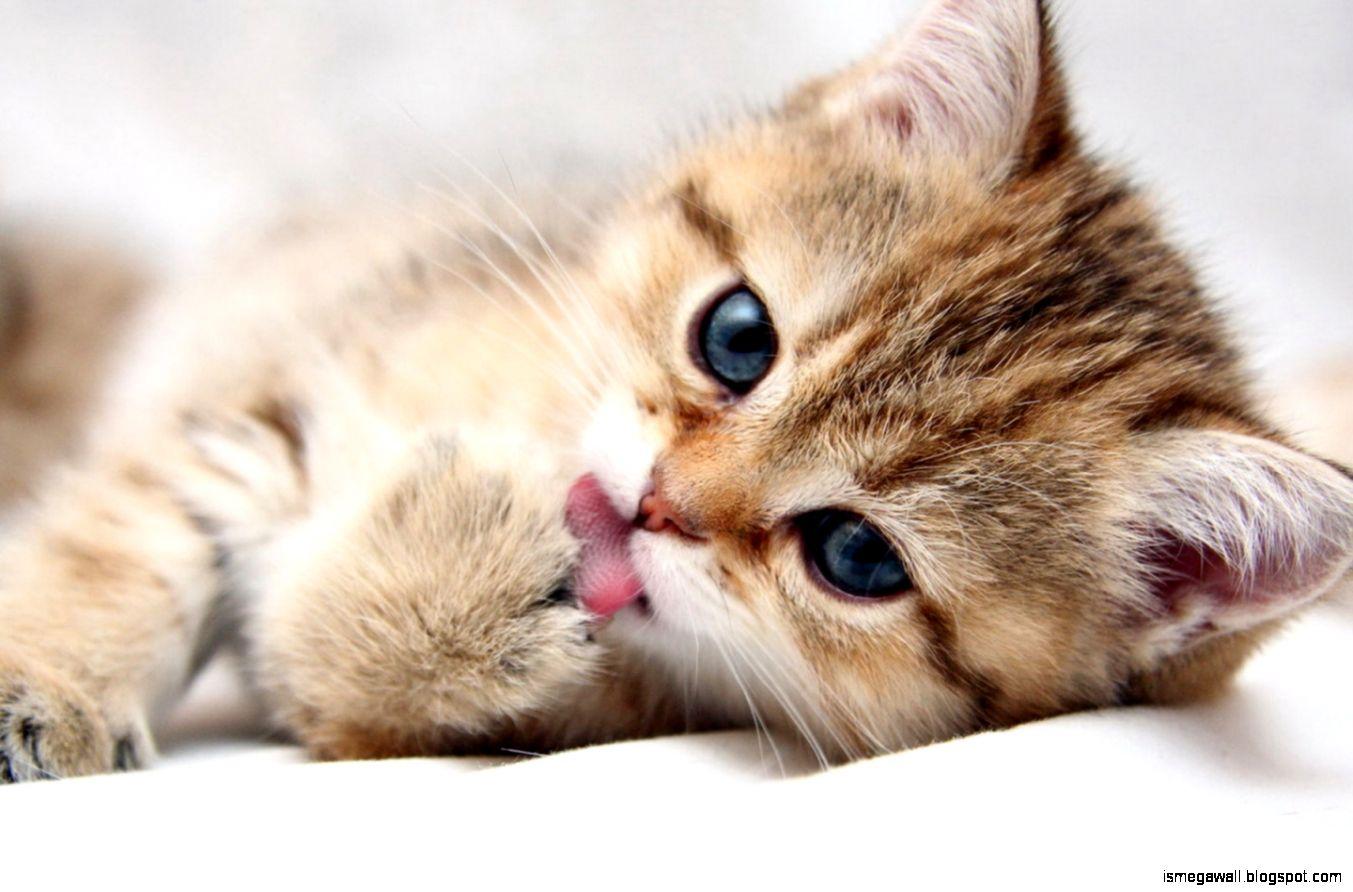 Cute Cat Desktop Wallpapers - Top Free Cute Cat Desktop Backgrounds ...