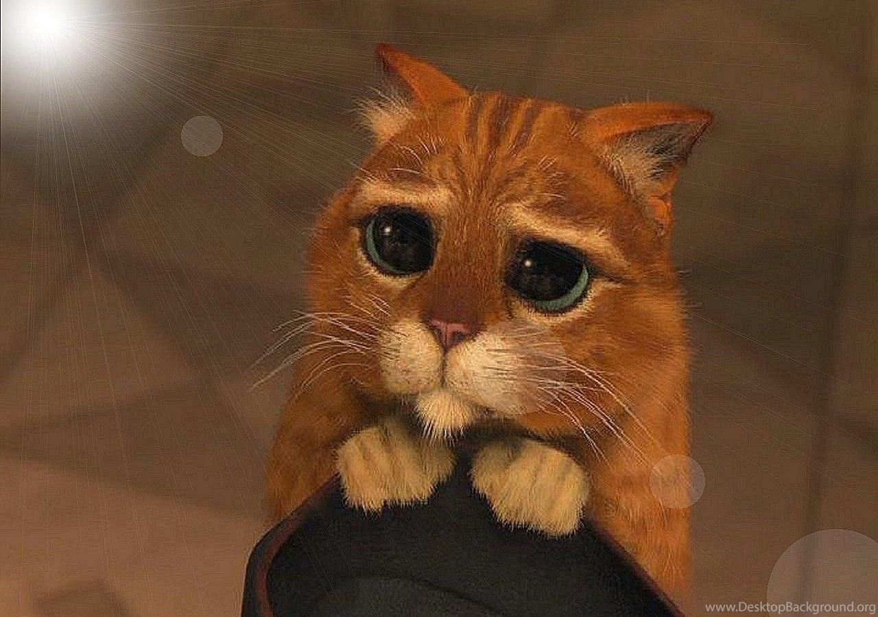 Cute Cat Desktop Wallpapers - Top Free Cute Cat Desktop Backgrounds ...