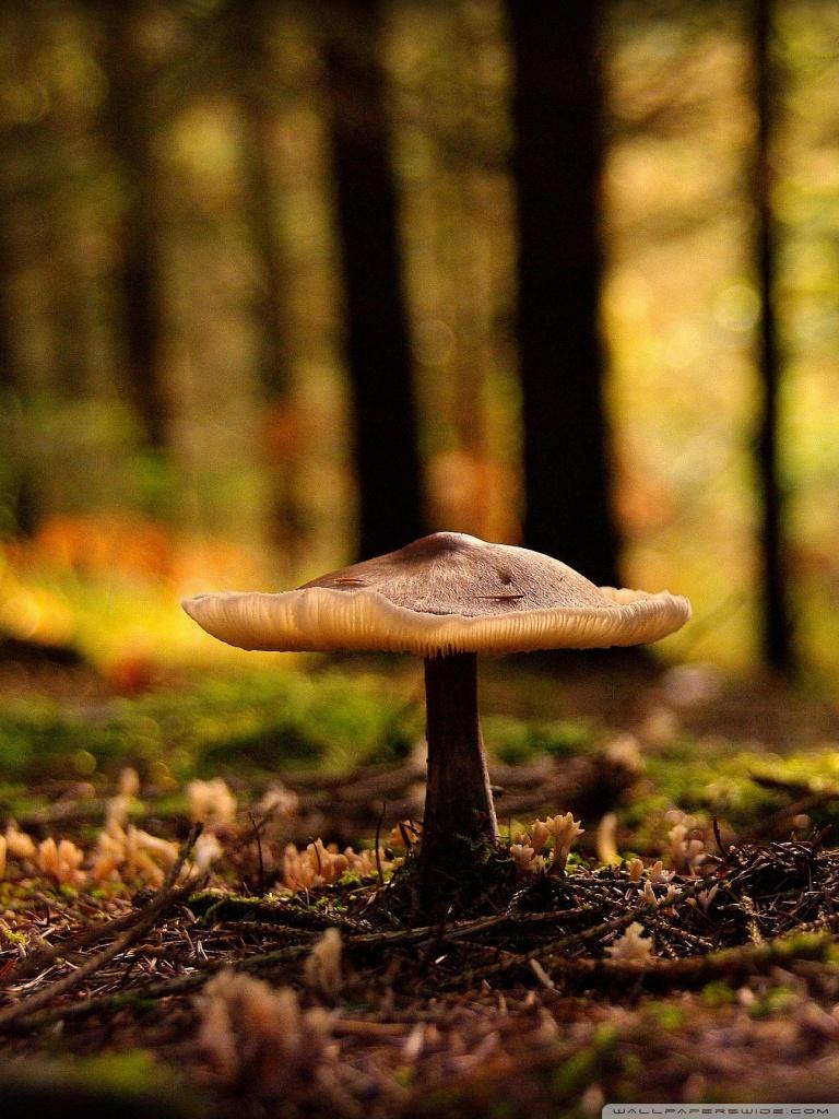 Mushroom Phone Wallpapers - Top Free Mushroom Phone Backgrounds ...