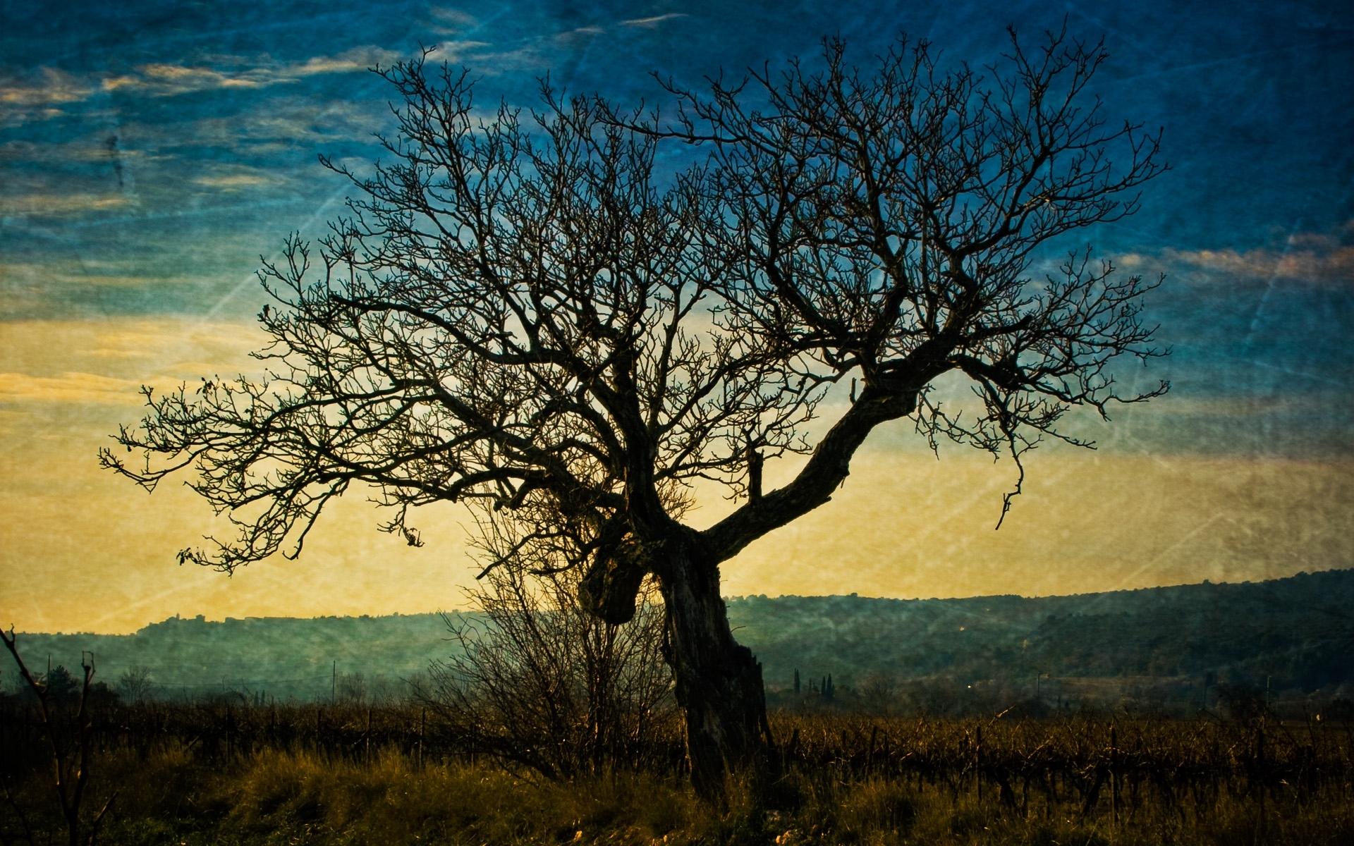 Dark Tree HD Wallpapers - Top Free Dark Tree HD Backgrounds ...