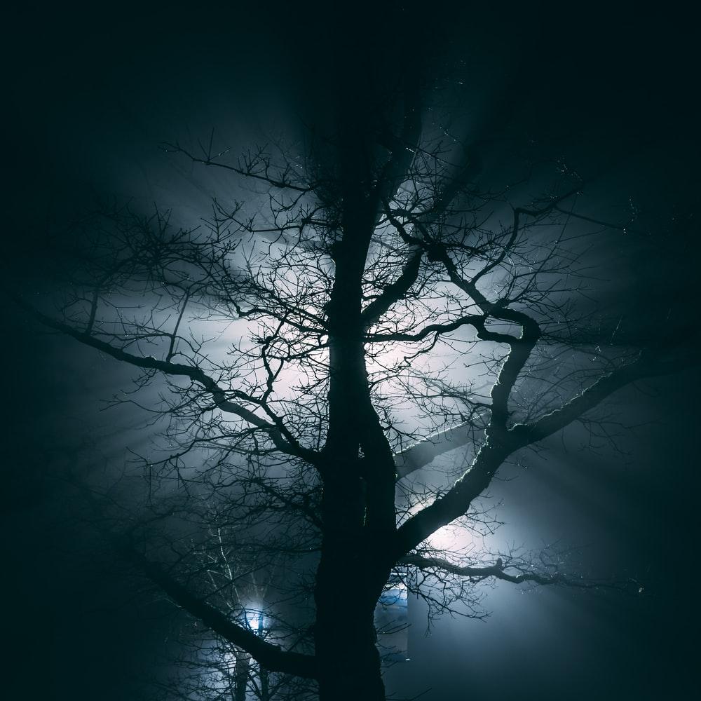 Dark Tree HD Wallpapers - Top Free Dark Tree HD Backgrounds ...
