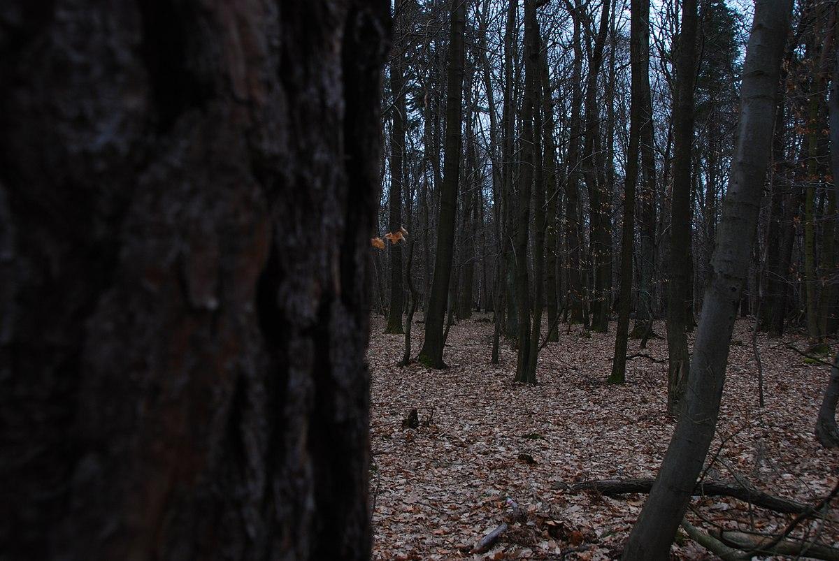 Dark Tree HD Wallpapers - Top Free Dark Tree HD Backgrounds ...