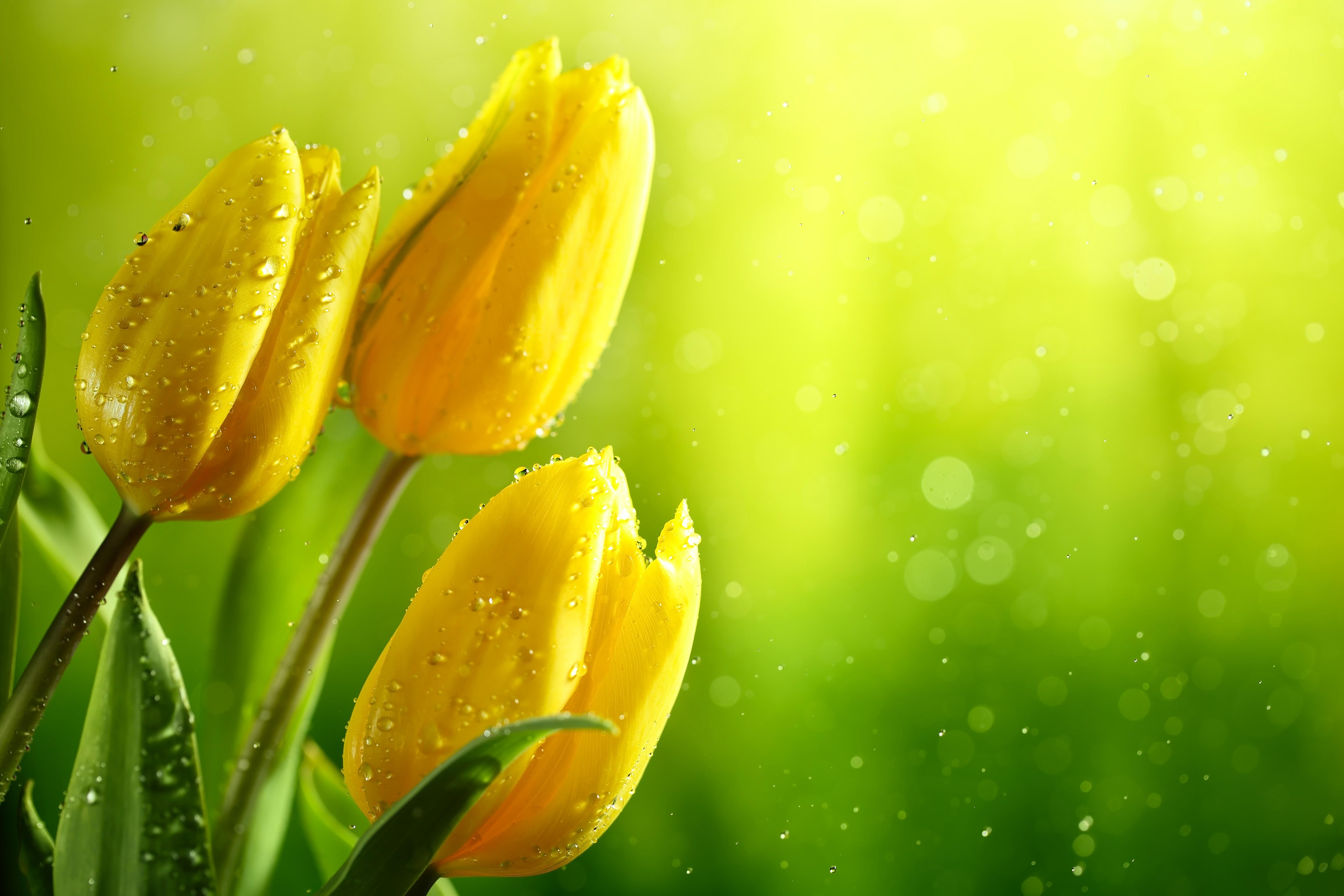 Yellow Tulips Desktop Wallpapers - Top Free Yellow Tulips Desktop ...