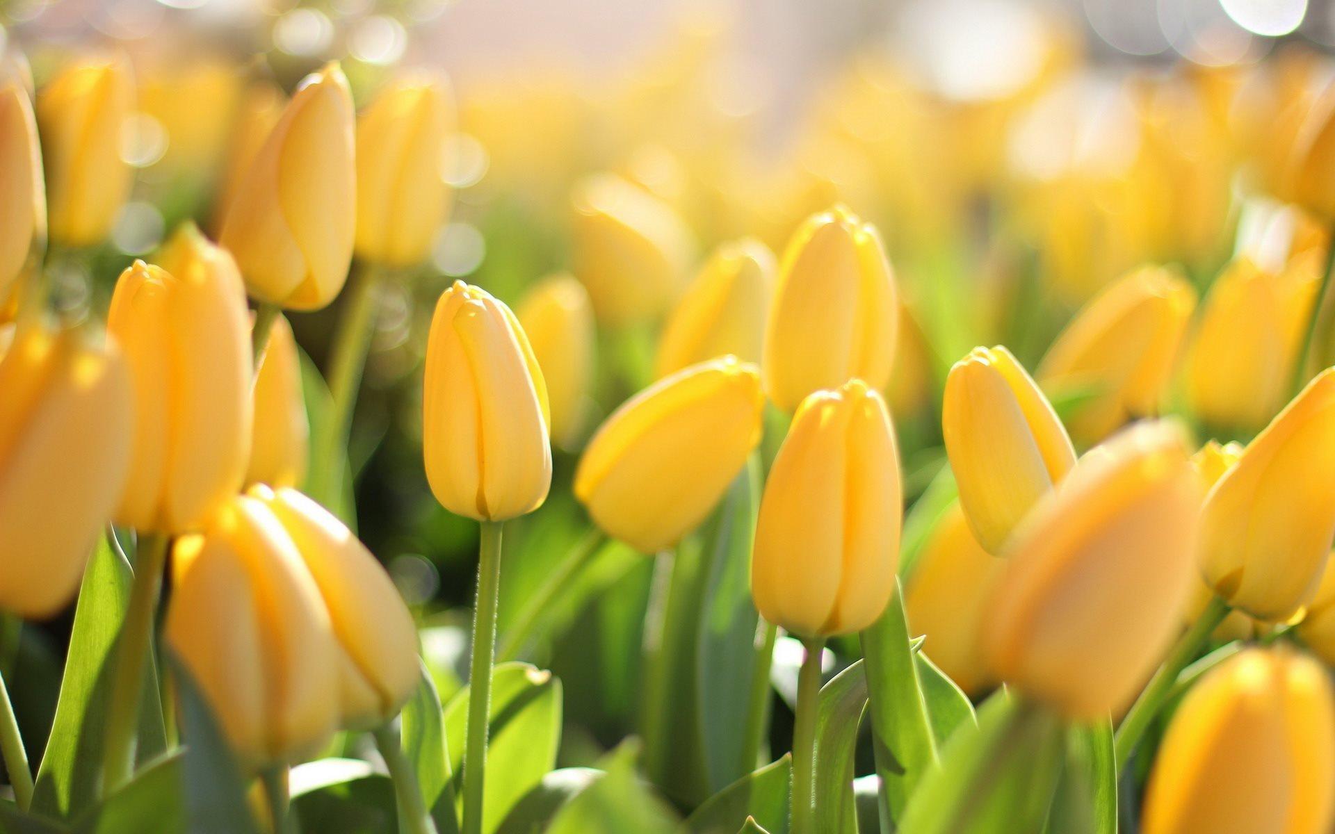 Yellow Tulips Desktop Wallpapers - Top Free Yellow Tulips Desktop ...