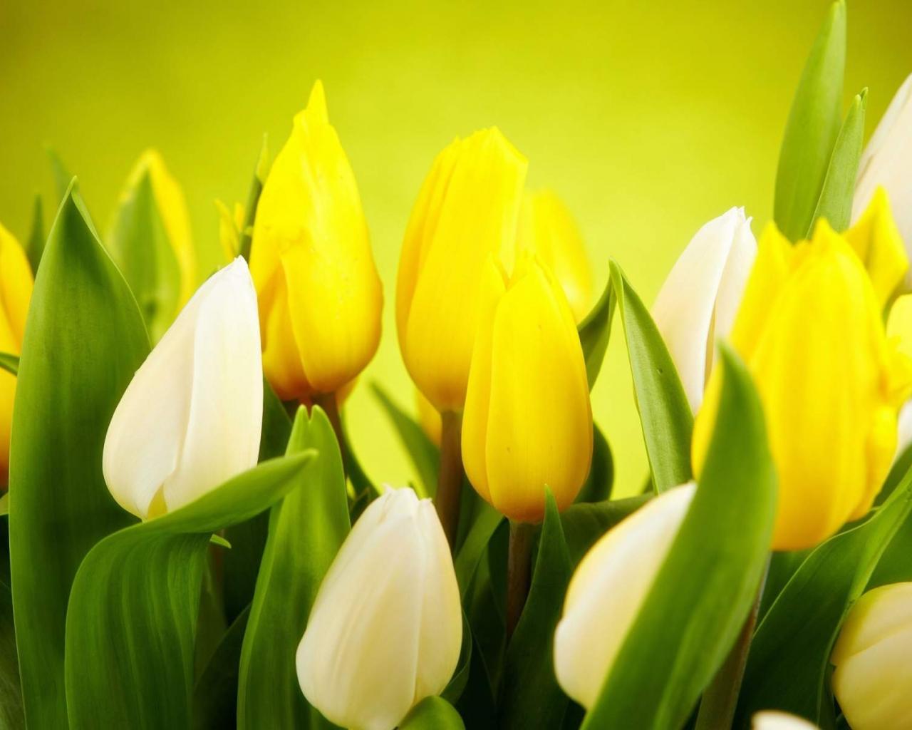 Yellow Tulips Desktop Wallpapers - Top Free Yellow Tulips Desktop ...