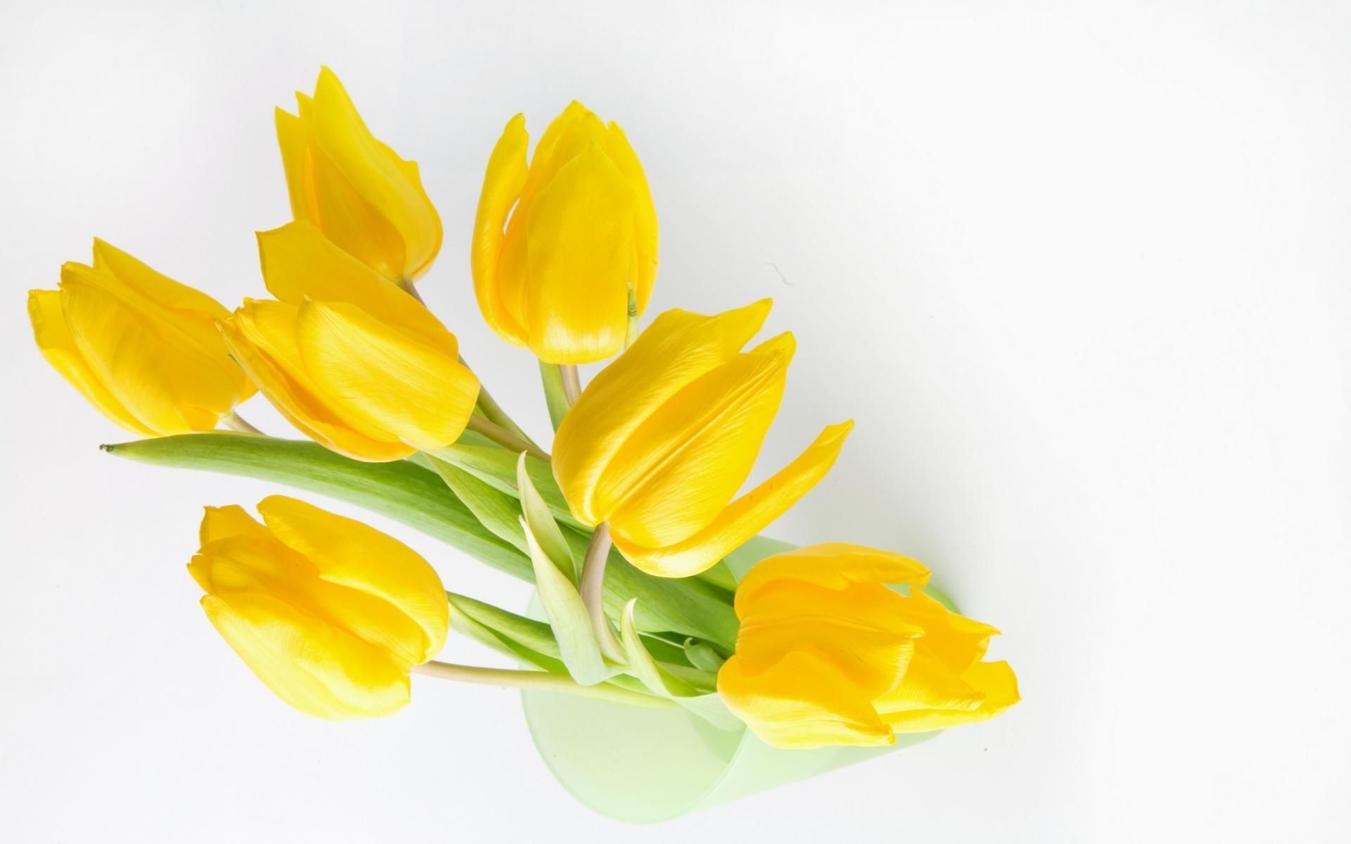 Yellow Tulips Desktop Wallpapers - Top Free Yellow Tulips Desktop ...