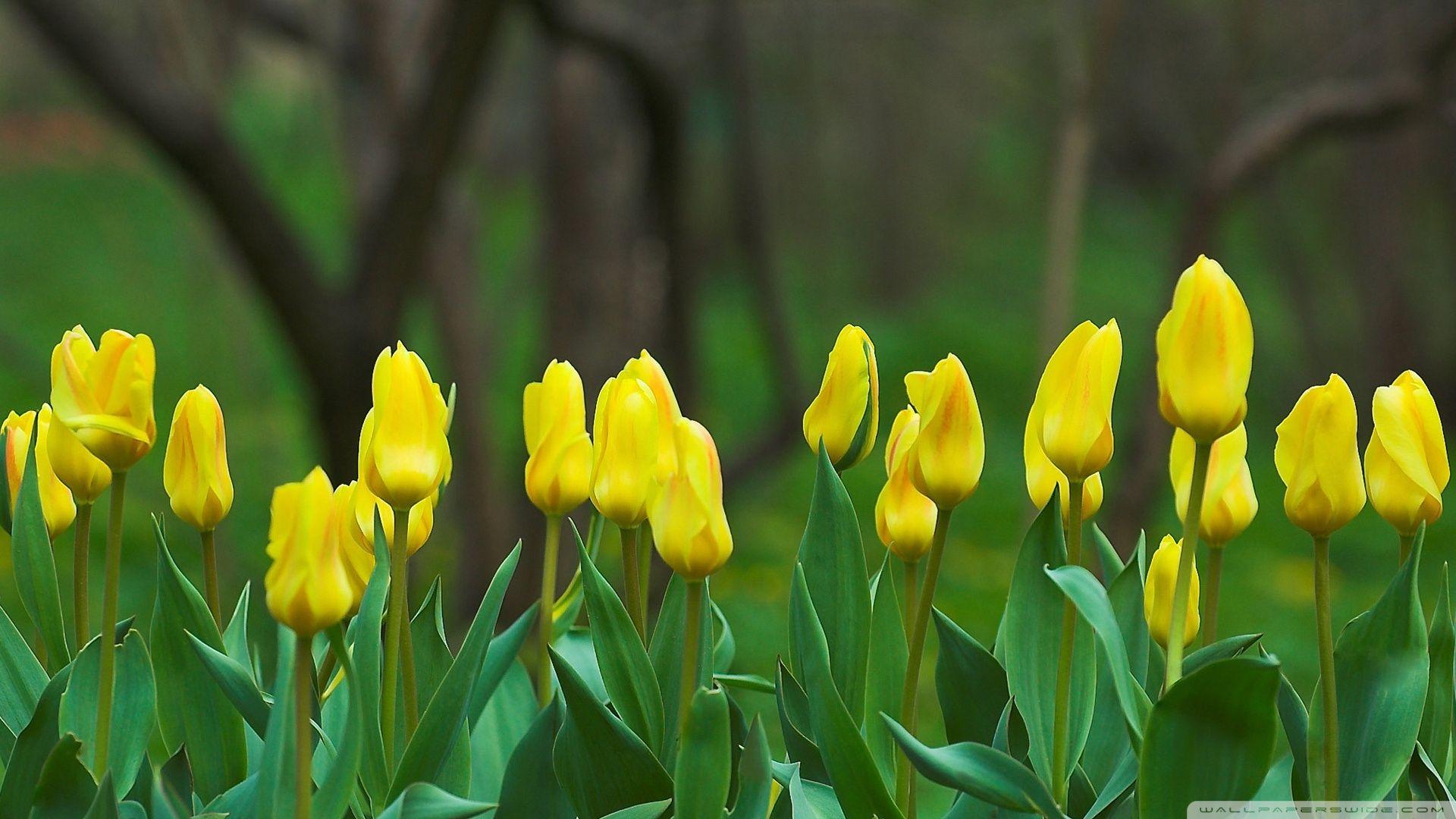 Yellow Tulips Desktop Wallpapers - Top Free Yellow Tulips Desktop ...