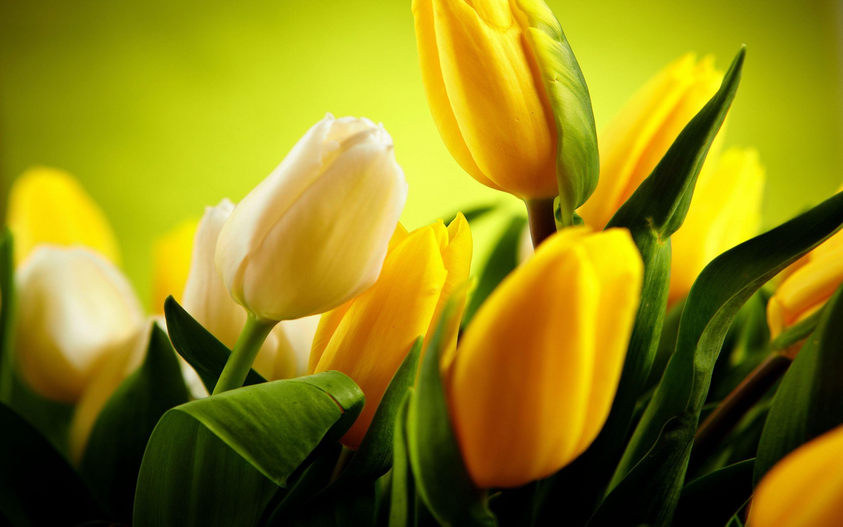 Yellow Tulips Desktop Wallpapers - Top Free Yellow Tulips Desktop ...