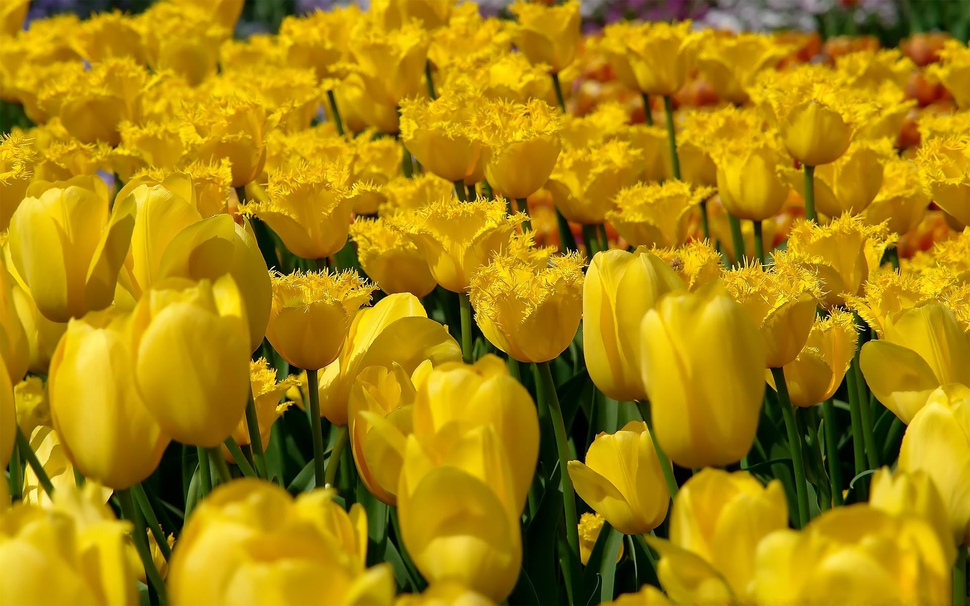 Yellow Tulips Desktop Wallpapers - Top Free Yellow Tulips Desktop ...