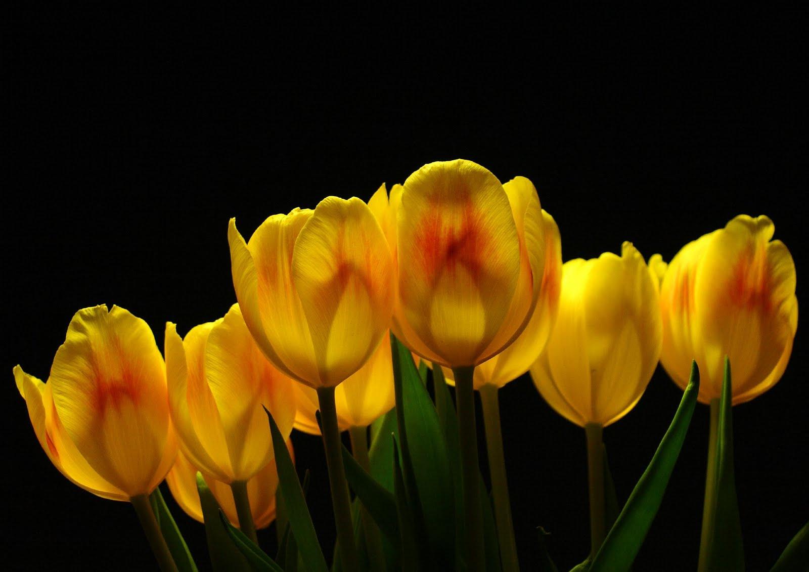 Yellow Tulips Desktop Wallpapers - Top Free Yellow Tulips Desktop ...