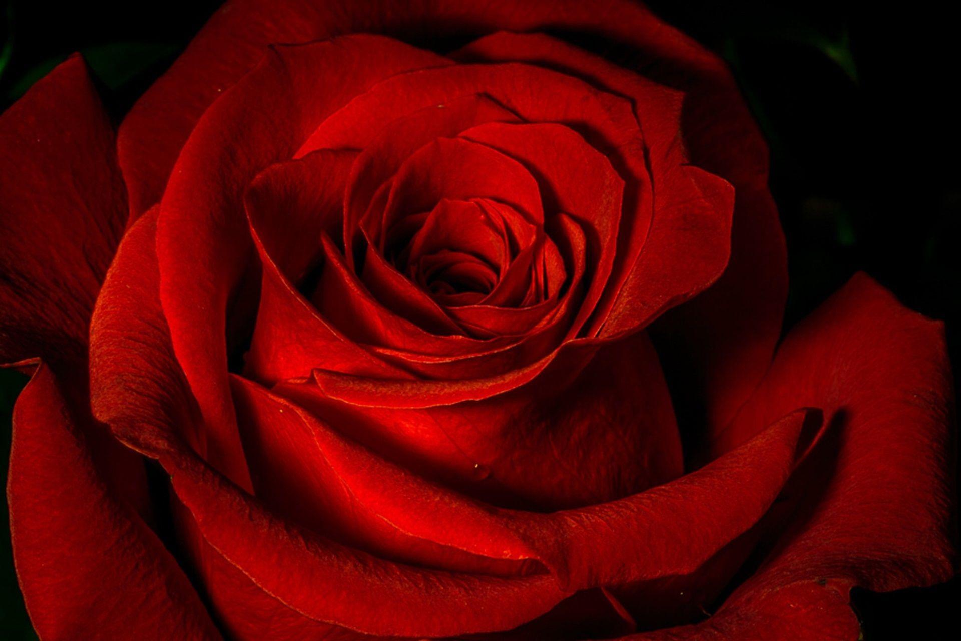 Red Rose Wallpaper For Pc