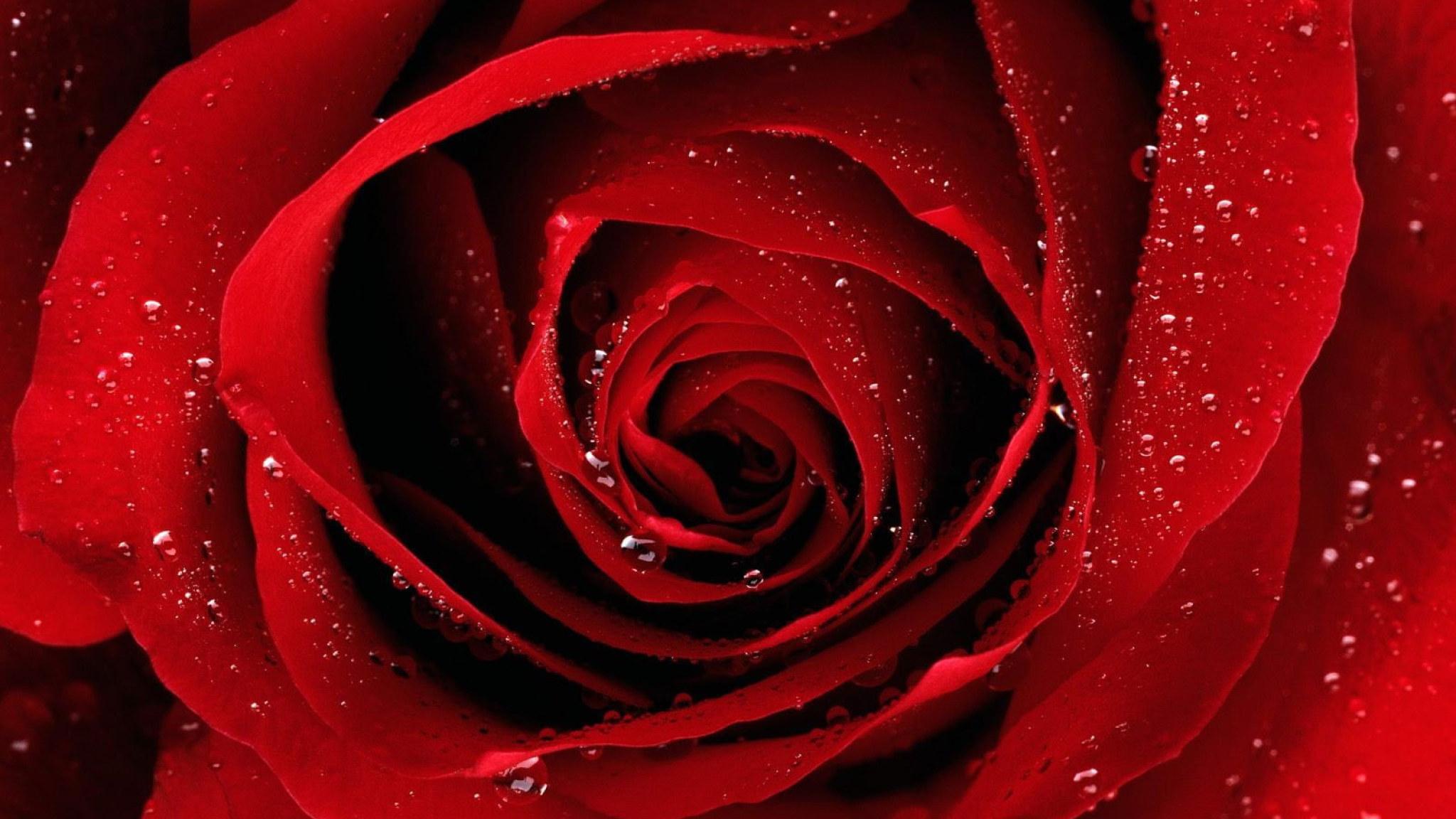 Red Rose Laptop Wallpapers - Top Free Red Rose Laptop Backgrounds ...
