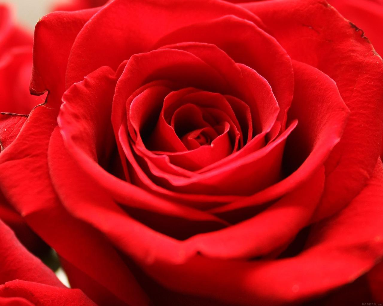 Red Roses Laptop Wallpapers - Top Free Red Roses Laptop Backgrounds ...