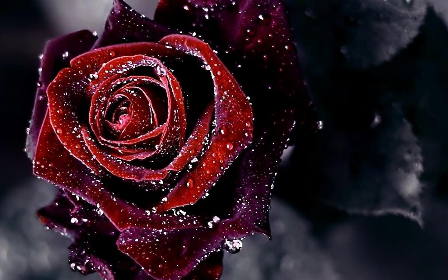 Red Rose Laptop Wallpapers - Top Free Red Rose Laptop Backgrounds ...