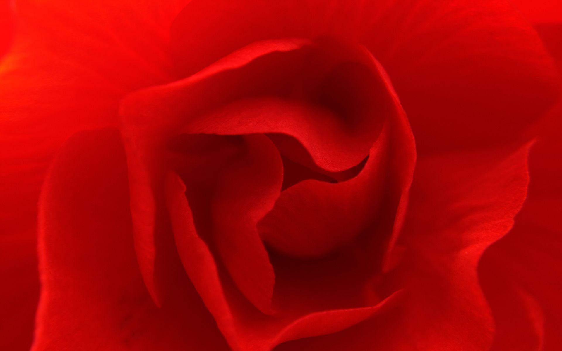 Red Rose Laptop Wallpapers - Top Free Red Rose Laptop Backgrounds ...