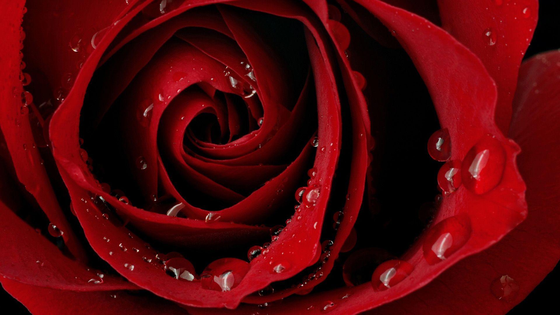 Red Rose Laptop Wallpapers - Top Free Red Rose Laptop Backgrounds ...