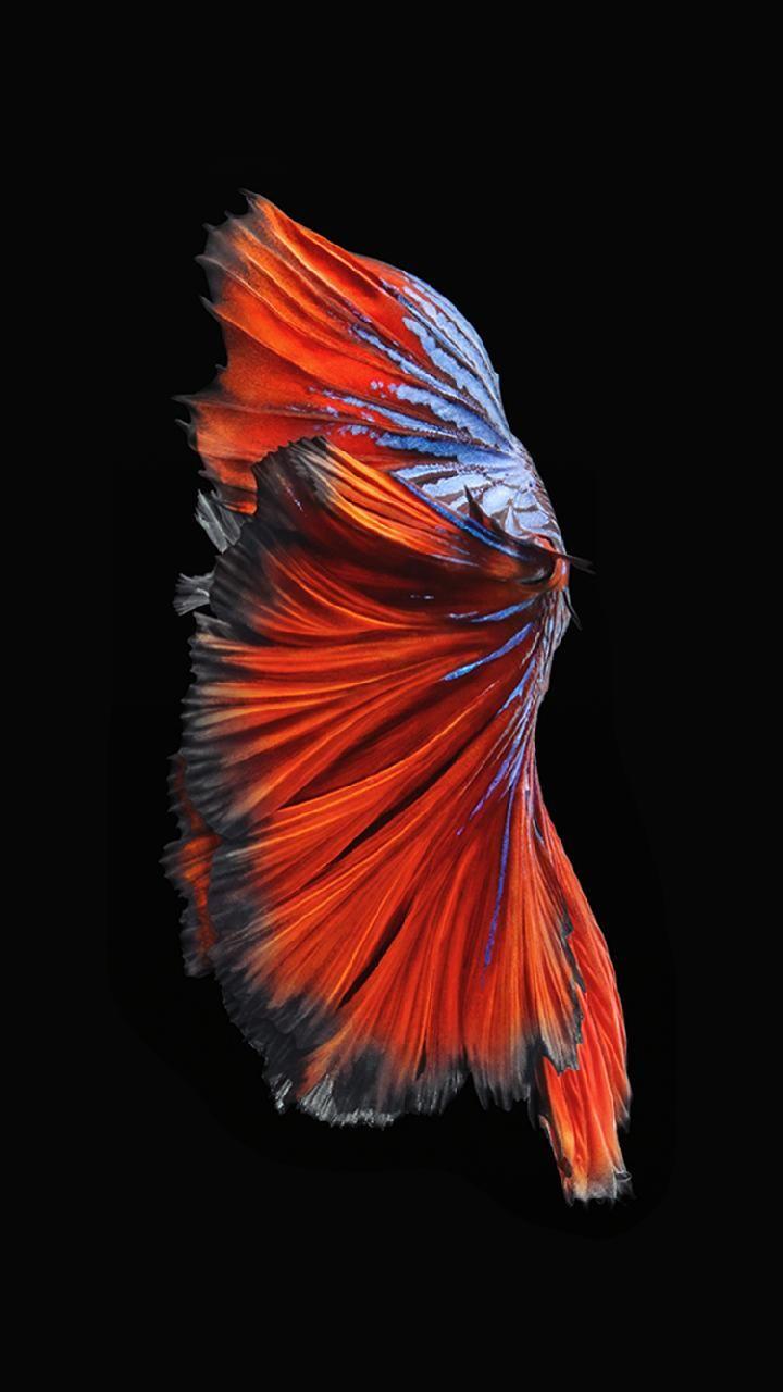 iPhone Fish Wallpapers - Top Free iPhone Fish Backgrounds - WallpaperAccess
