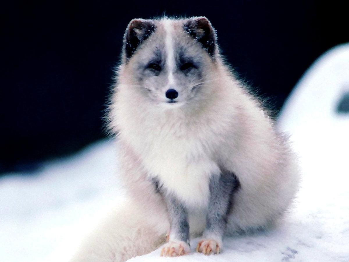 Cute Arctic Fox Wallpapers - Top Free Cute Arctic Fox Backgrounds ...