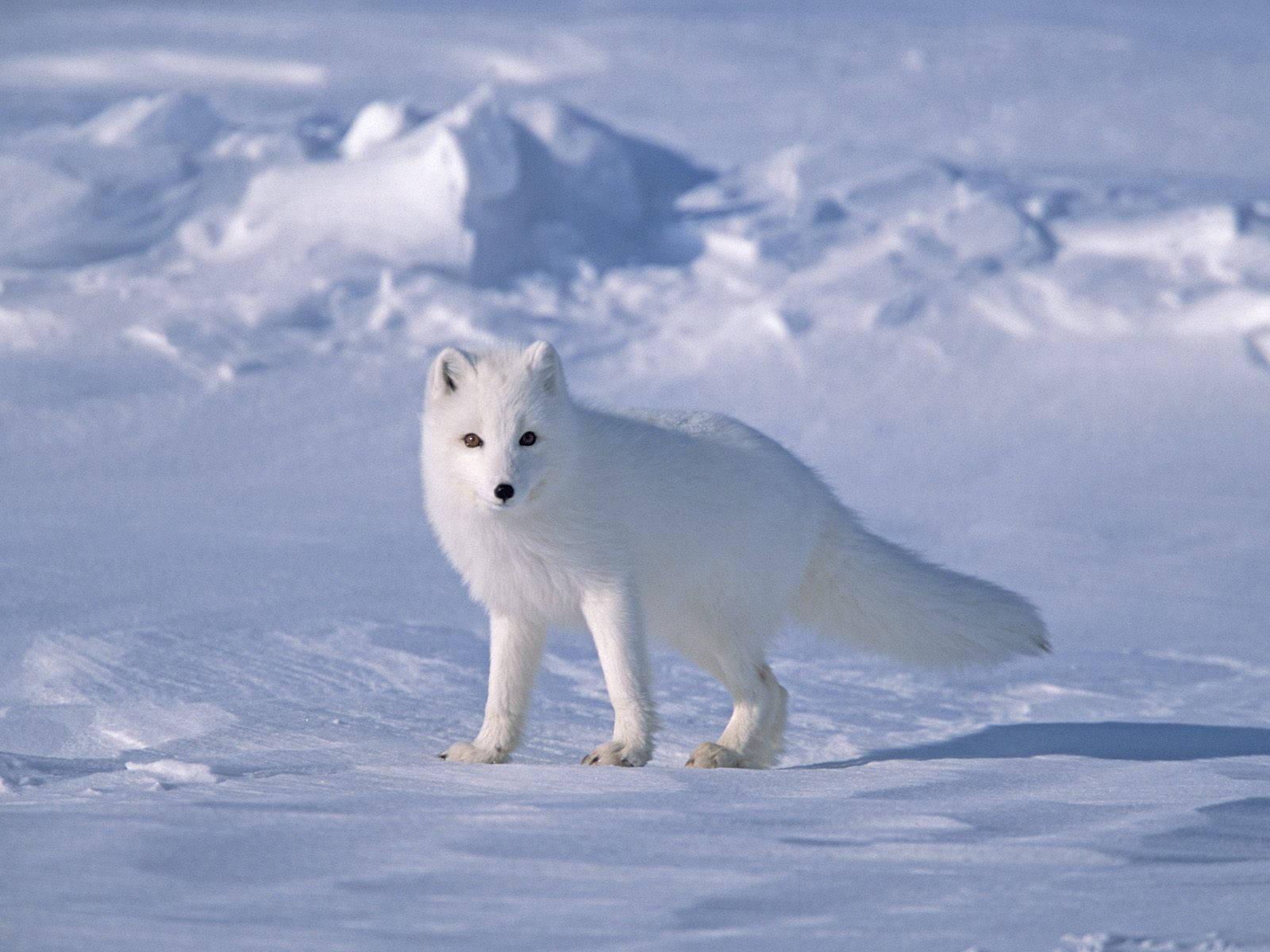Cute Arctic Fox Wallpapers - Top Free Cute Arctic Fox Backgrounds ...