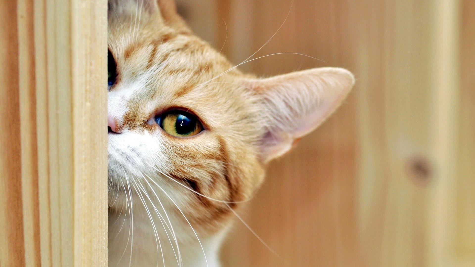 Funny Cat Desktop Wallpapers - Top Free Funny Cat Desktop Backgrounds ...