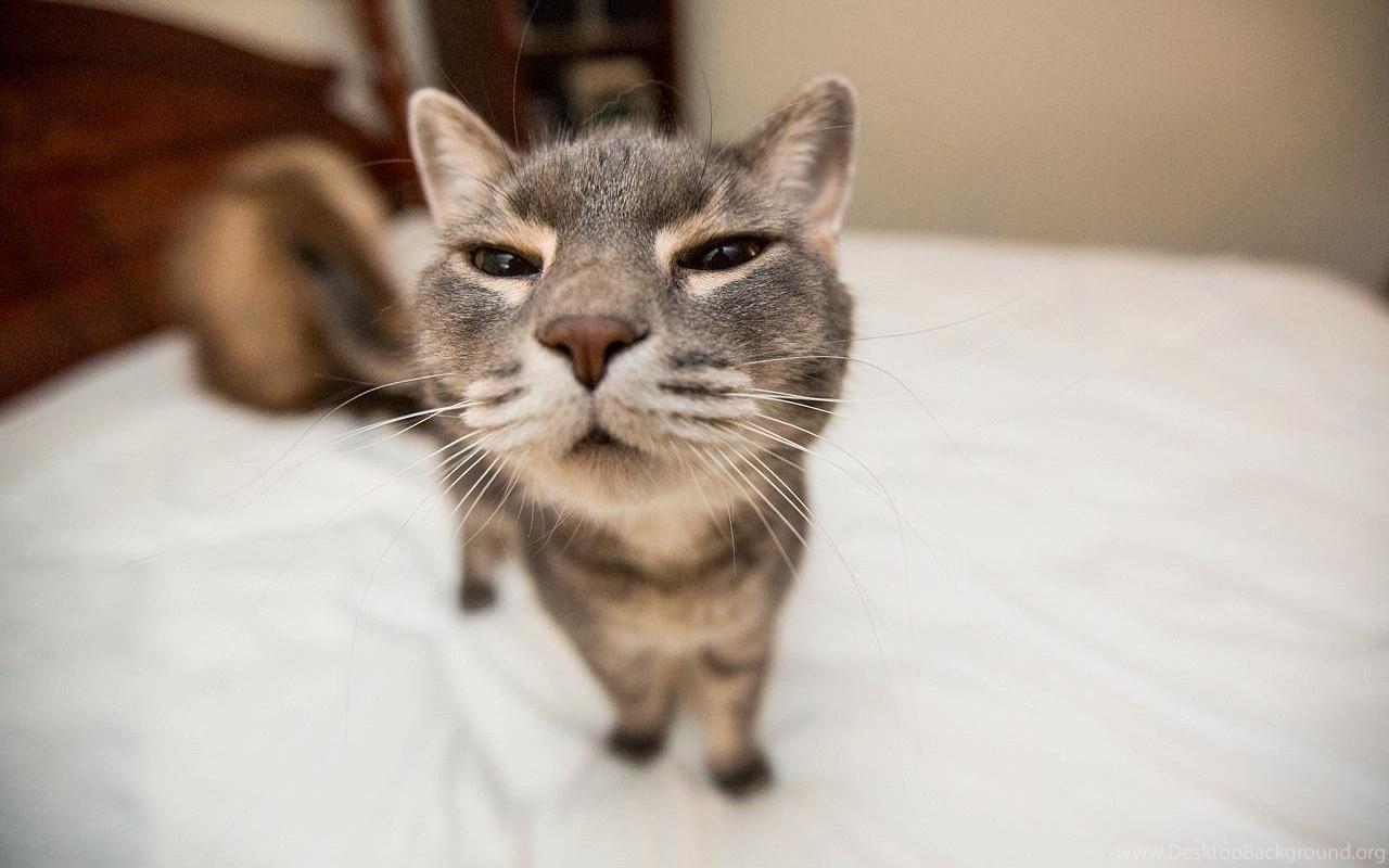 Funny Cat Desktop Wallpapers - Top Free Funny Cat Desktop Backgrounds - WallpaperAccess