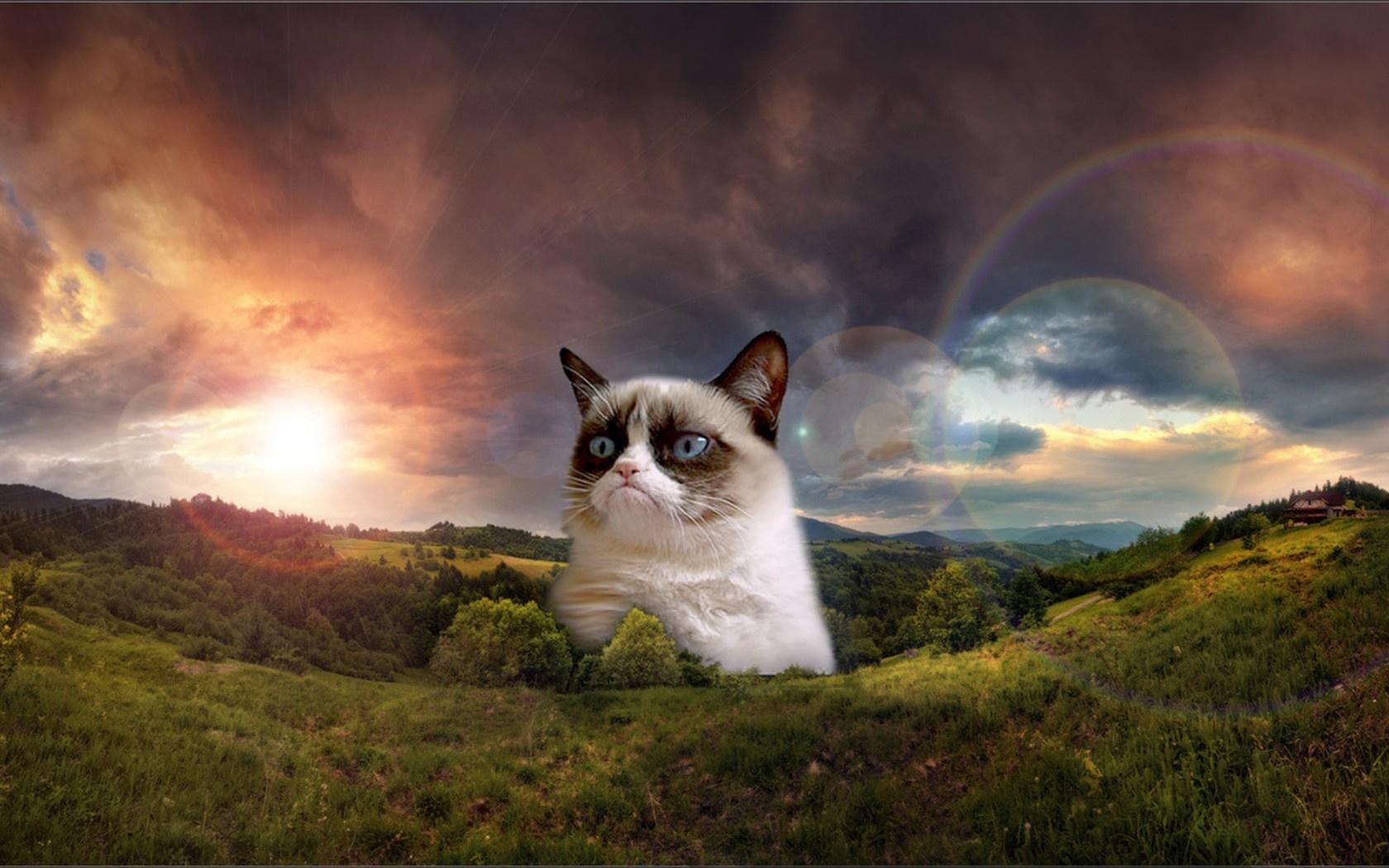 Funny Cat Desktop Wallpapers - Top Free Funny Cat Desktop Backgrounds - WallpaperAccess