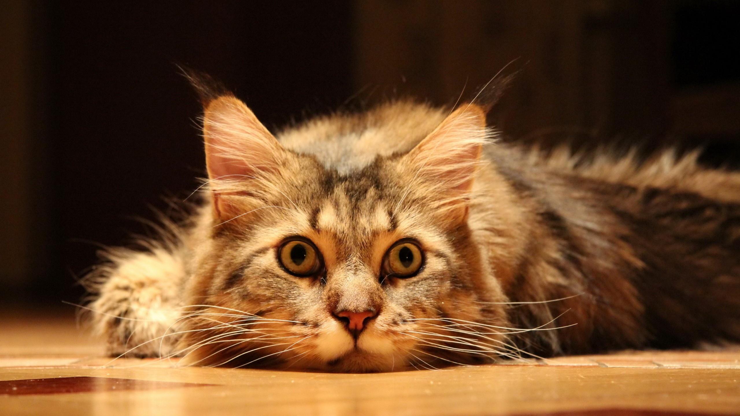 Funny Cat Desktop Wallpapers - Top Free Funny Cat Desktop Backgrounds ...