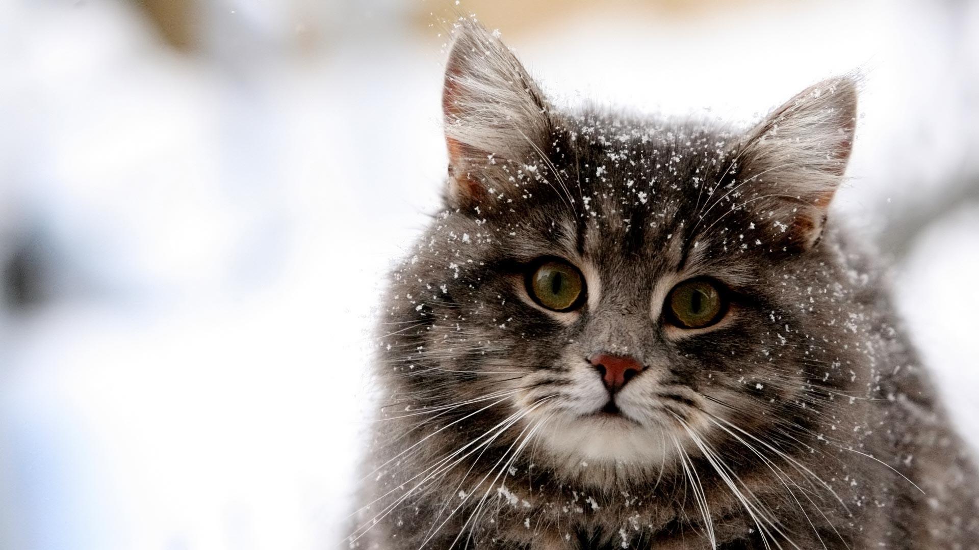 Funny Cat Desktop Wallpapers - Top Free Funny Cat Desktop Backgrounds ...