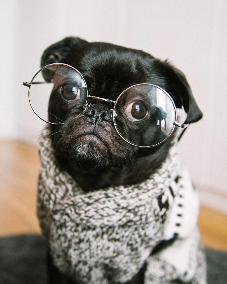 Funny Pug Dog Wallpapers - Top Free Funny Pug Dog Backgrounds ...