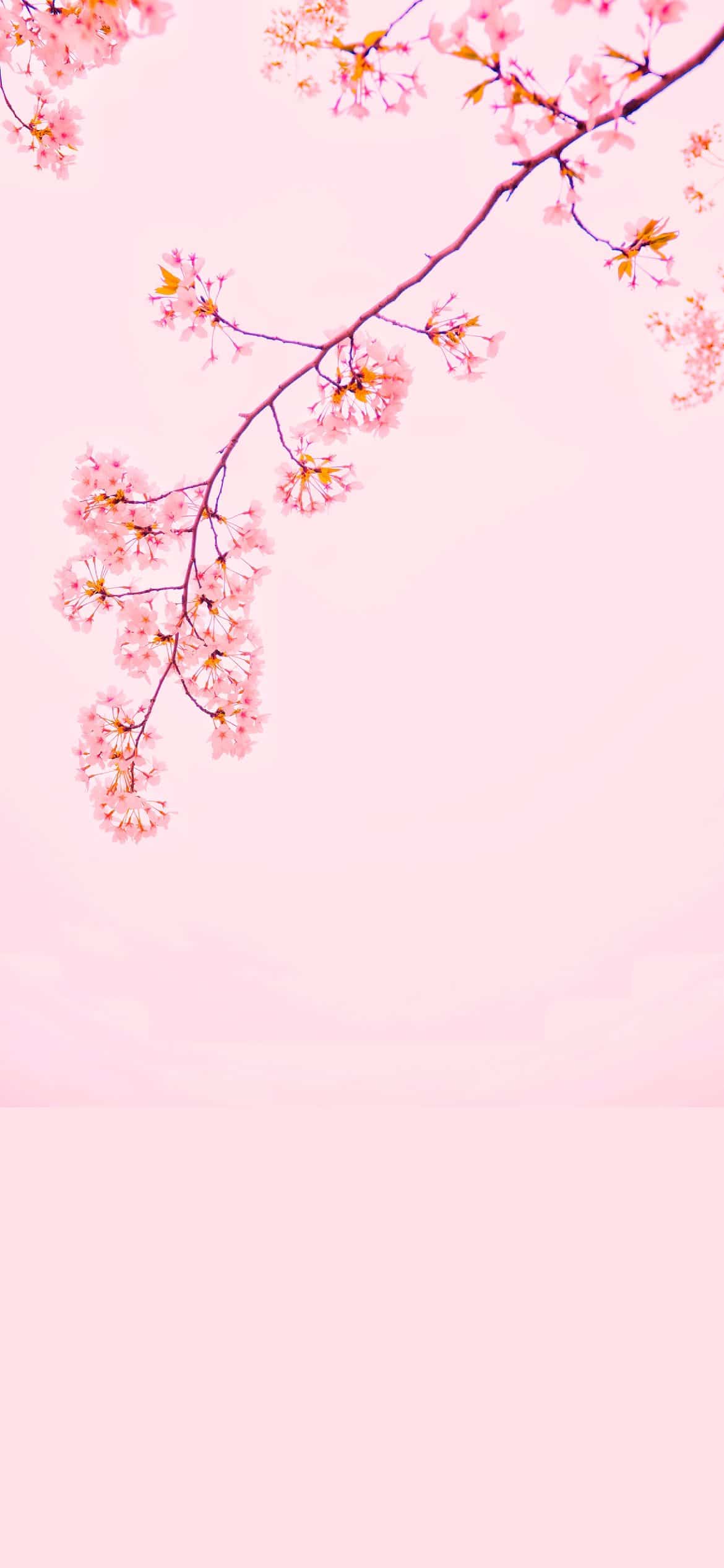 Girly Pink Aesthetic Wallpapers - Top Free Girly Pink Aesthetic ...