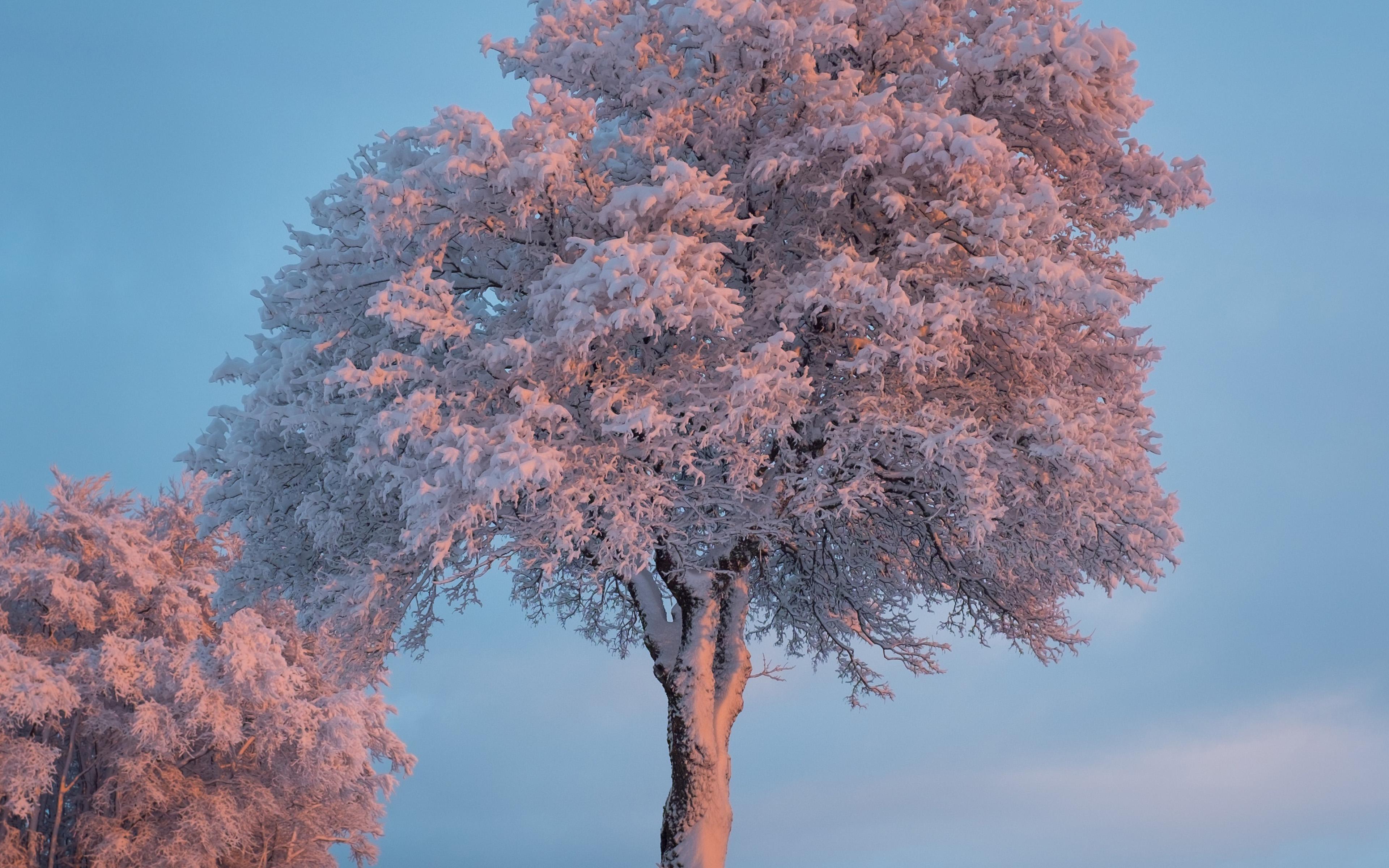 Winter Trees 4K Wallpapers - Top Free Winter Trees 4K Backgrounds ...