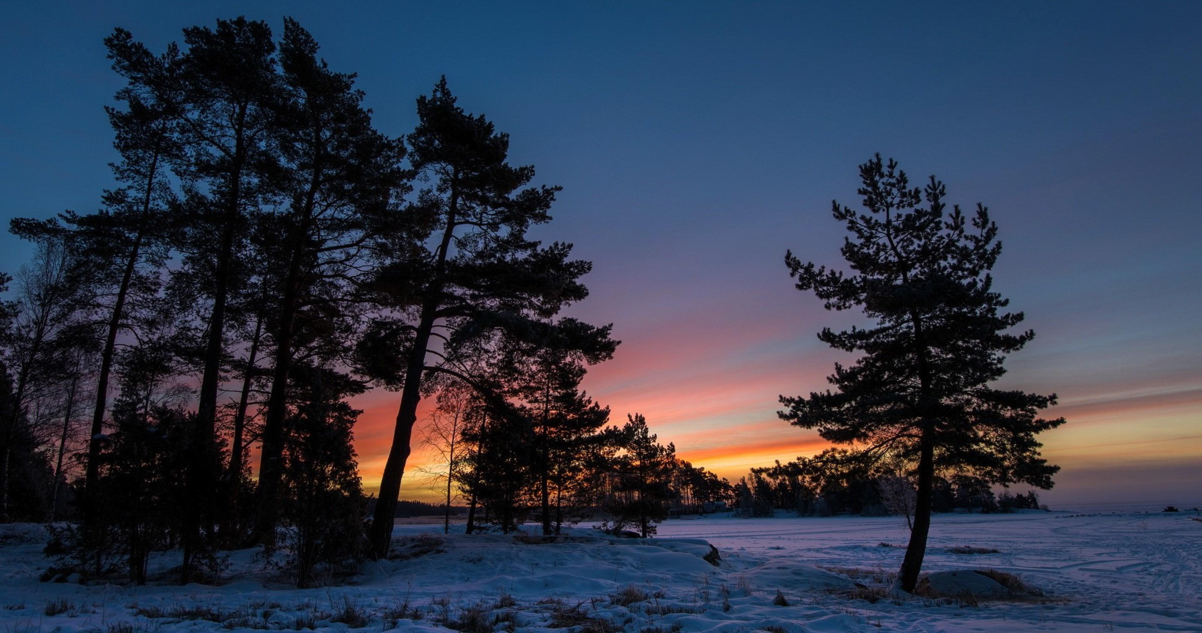 Winter Trees 4K Wallpapers - Top Free Winter Trees 4K Backgrounds ...