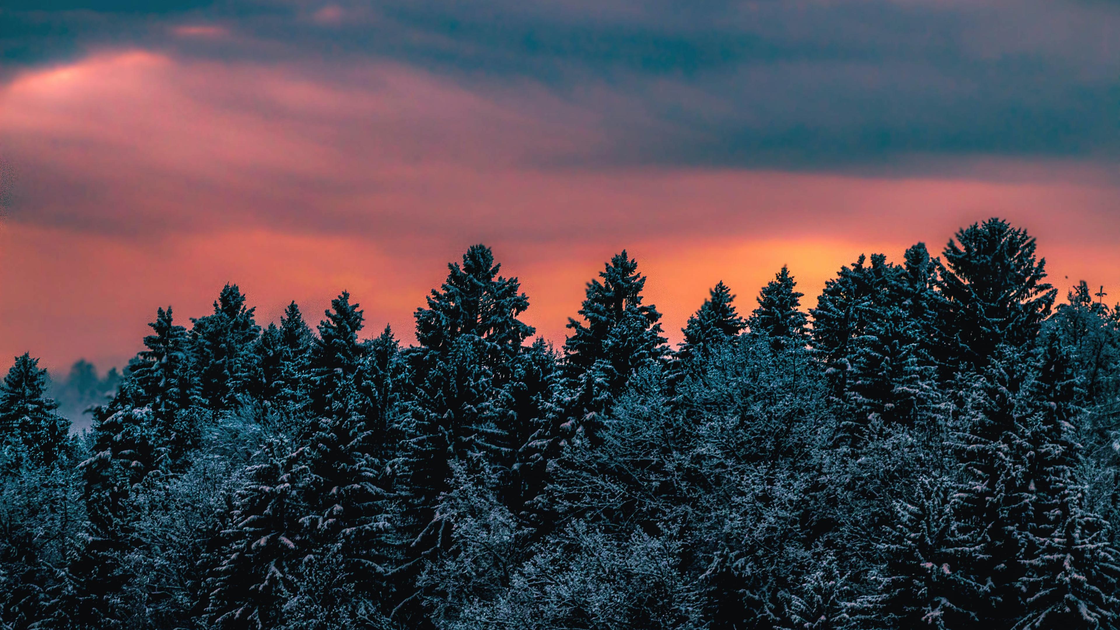 Winter Trees 4K Wallpapers - Top Free Winter Trees 4K Backgrounds ...