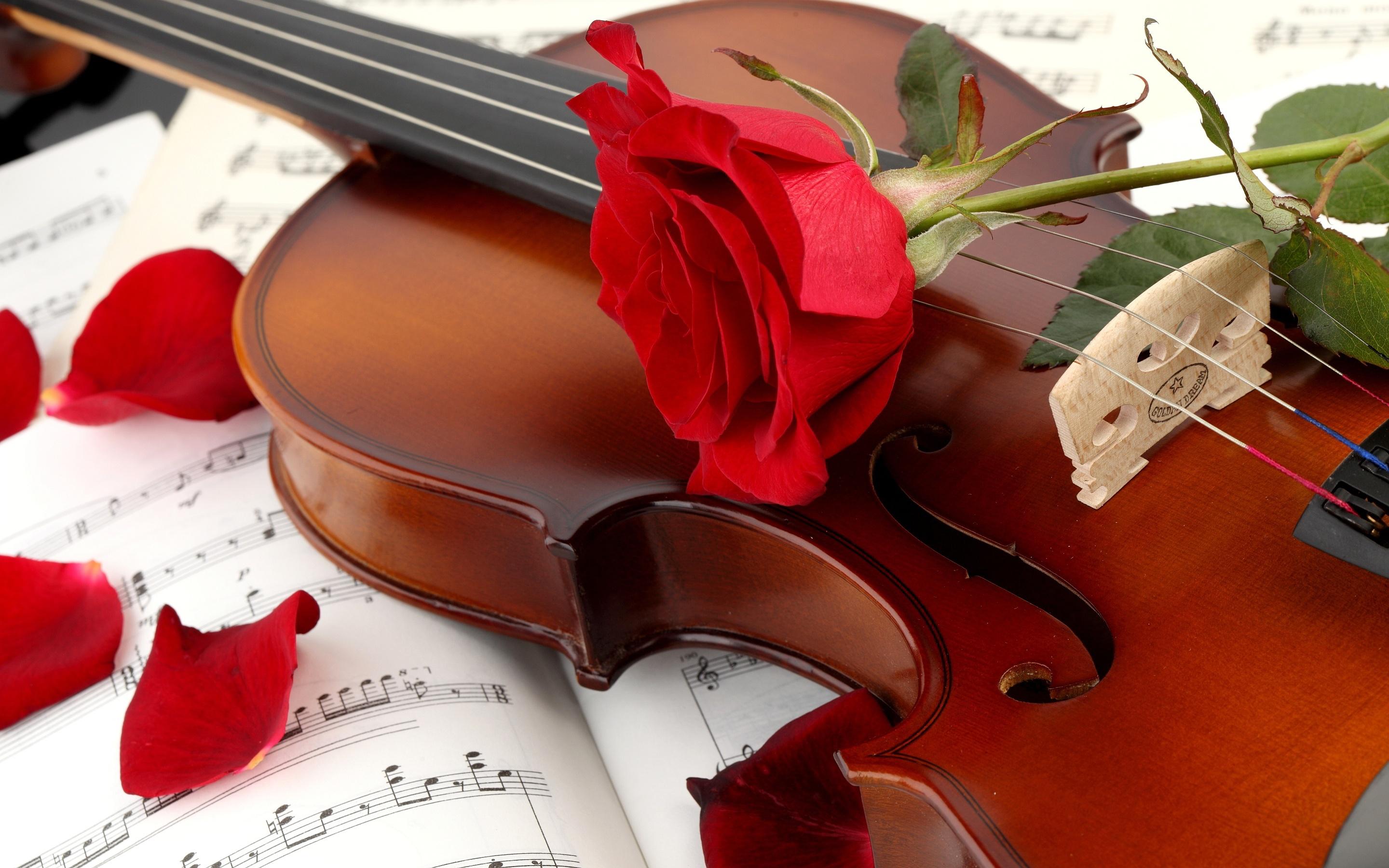 Beautiful Violin Wallpapers - Top Free Beautiful Violin Backgrounds ...