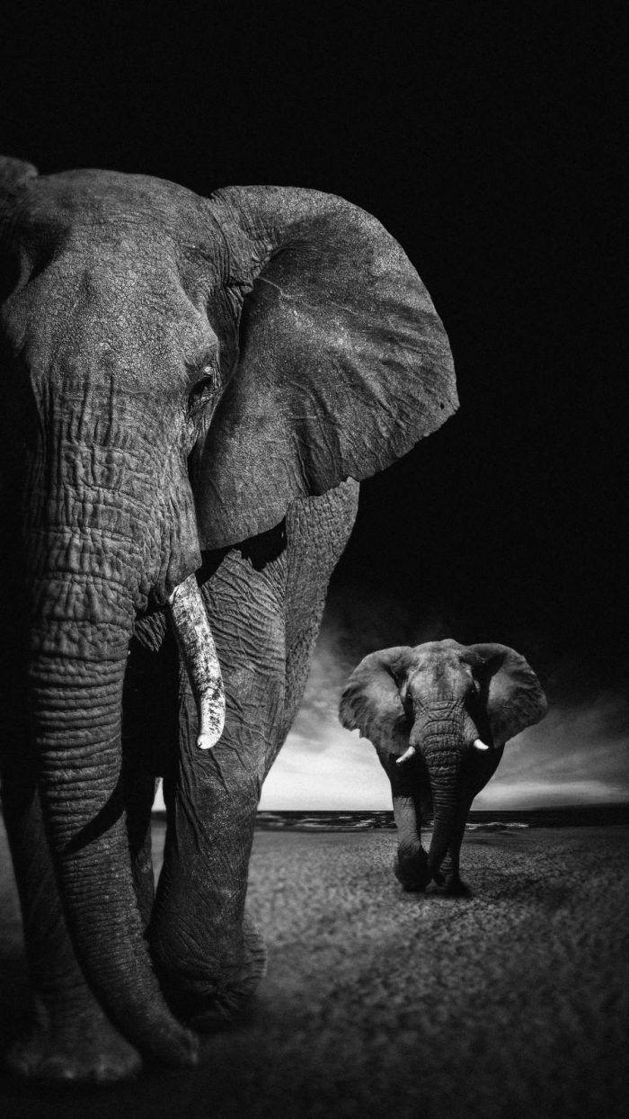 Baby Elephant Dark Wallpapers - Top Free Baby Elephant Dark Backgrounds ...