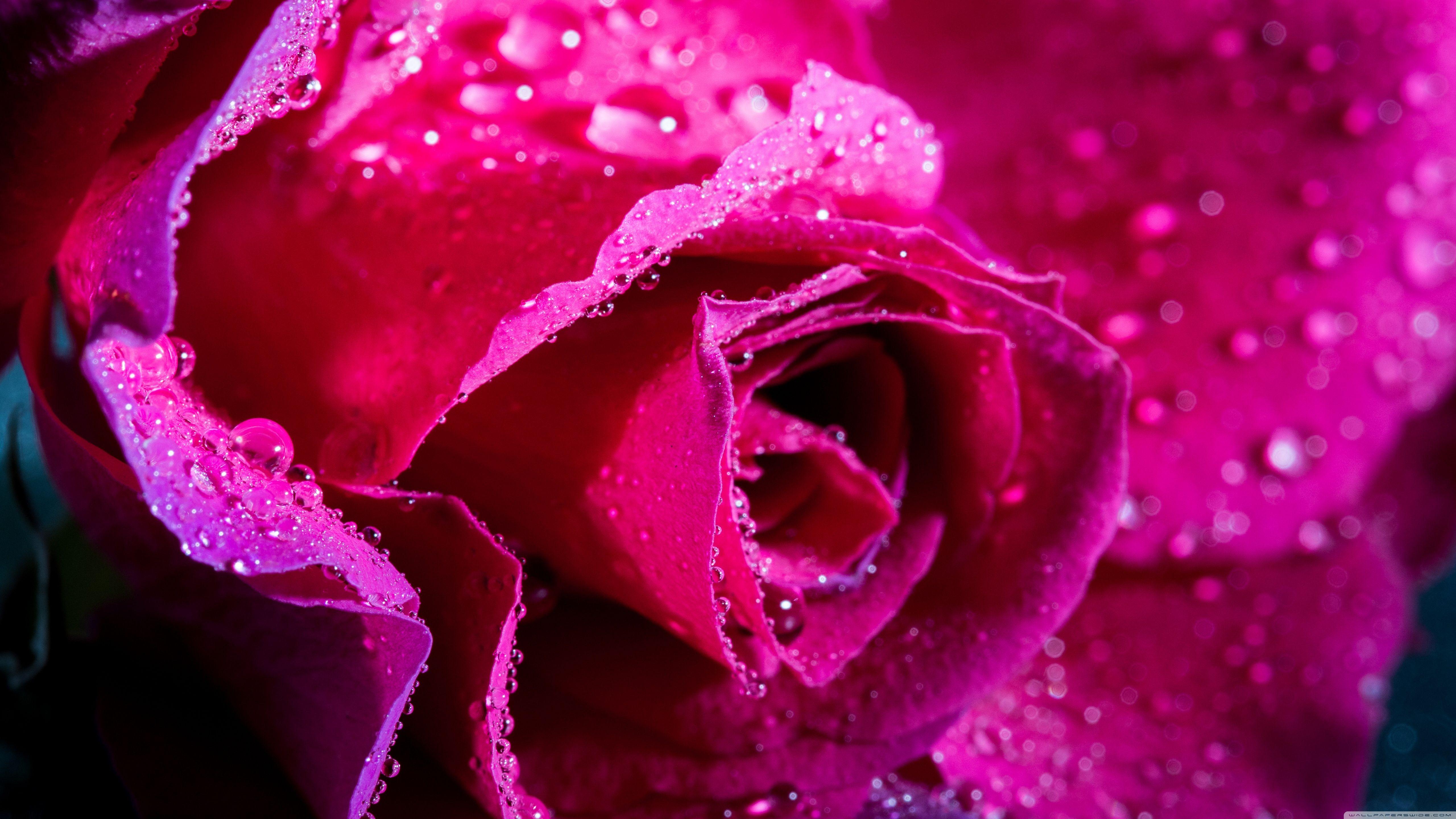 Magenta Roses Wallpapers - Top Free Magenta Roses Backgrounds ...