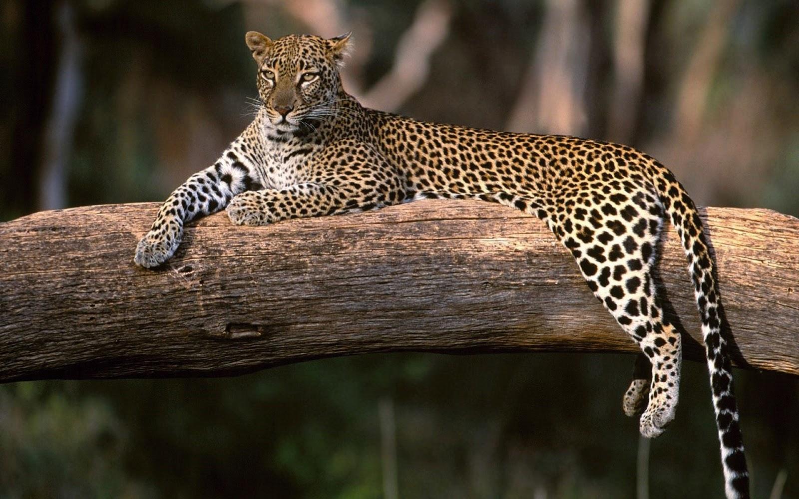 Animals Nature Wallpapers - Top Free Animals Nature Backgrounds ...