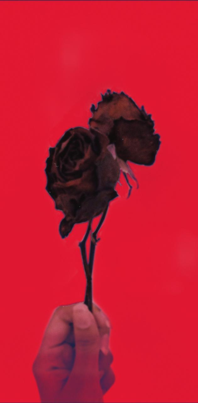 Withered Rose Wallpapers - Top Free Withered Rose Backgrounds ...