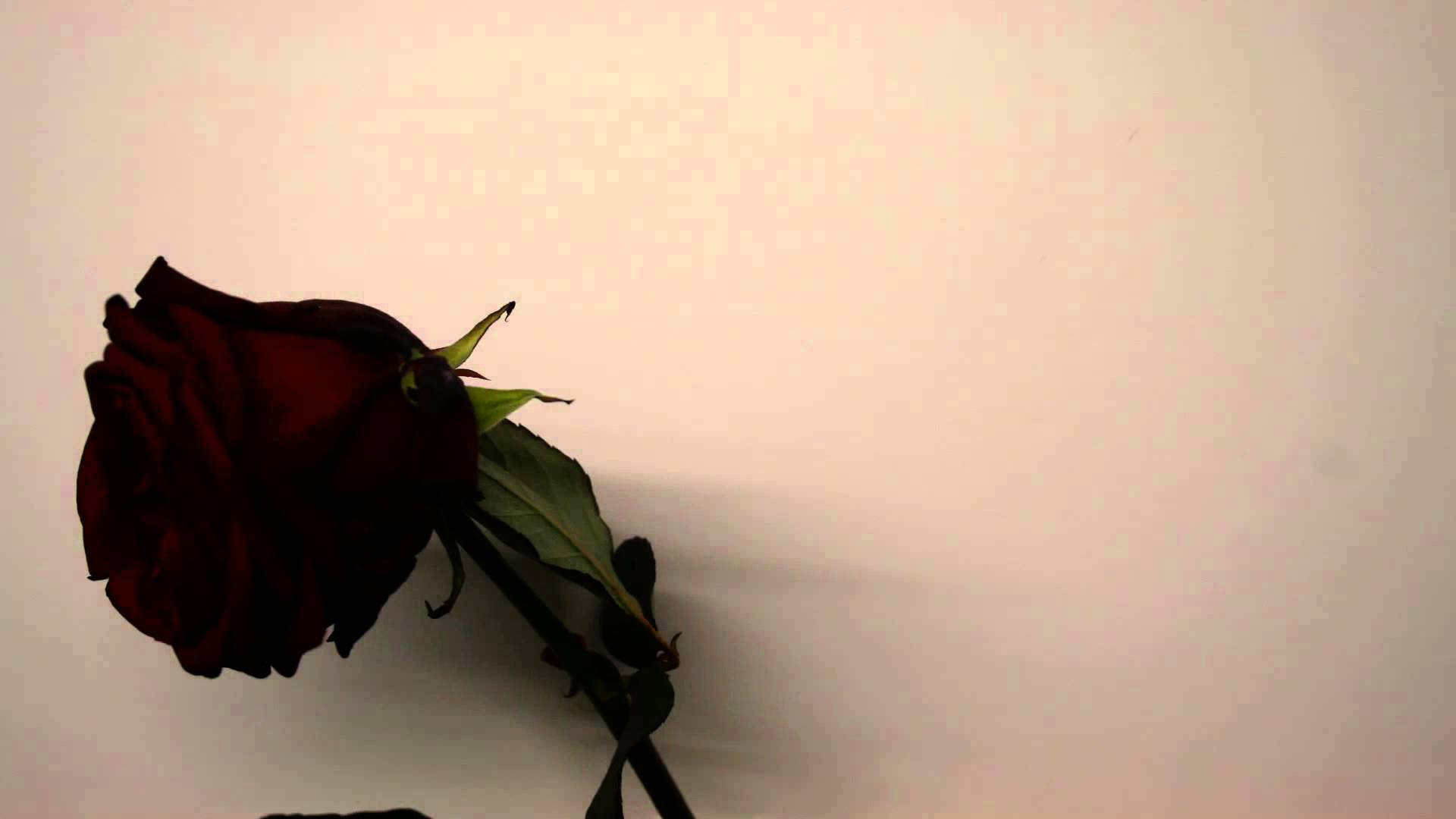 Withered Rose Wallpapers - Top Free Withered Rose Backgrounds ...