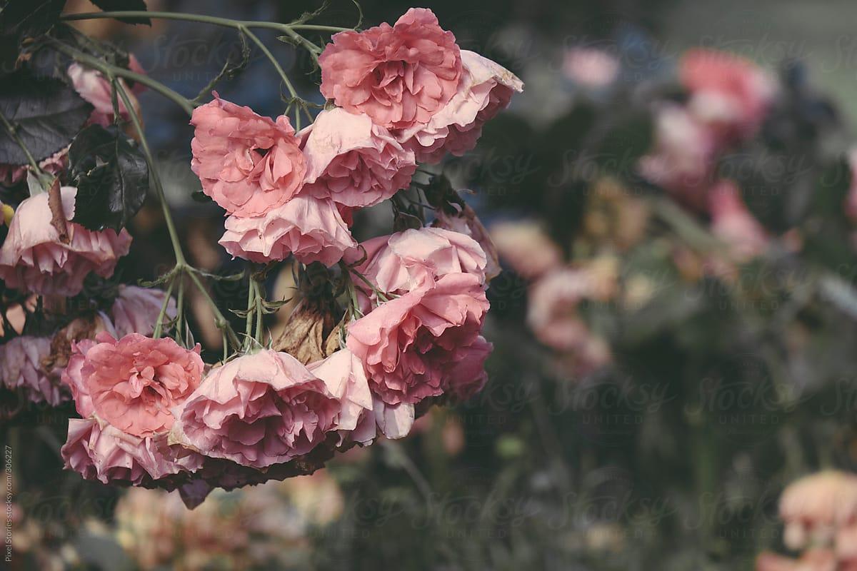 Withered Rose Wallpapers - Top Free Withered Rose Backgrounds ...