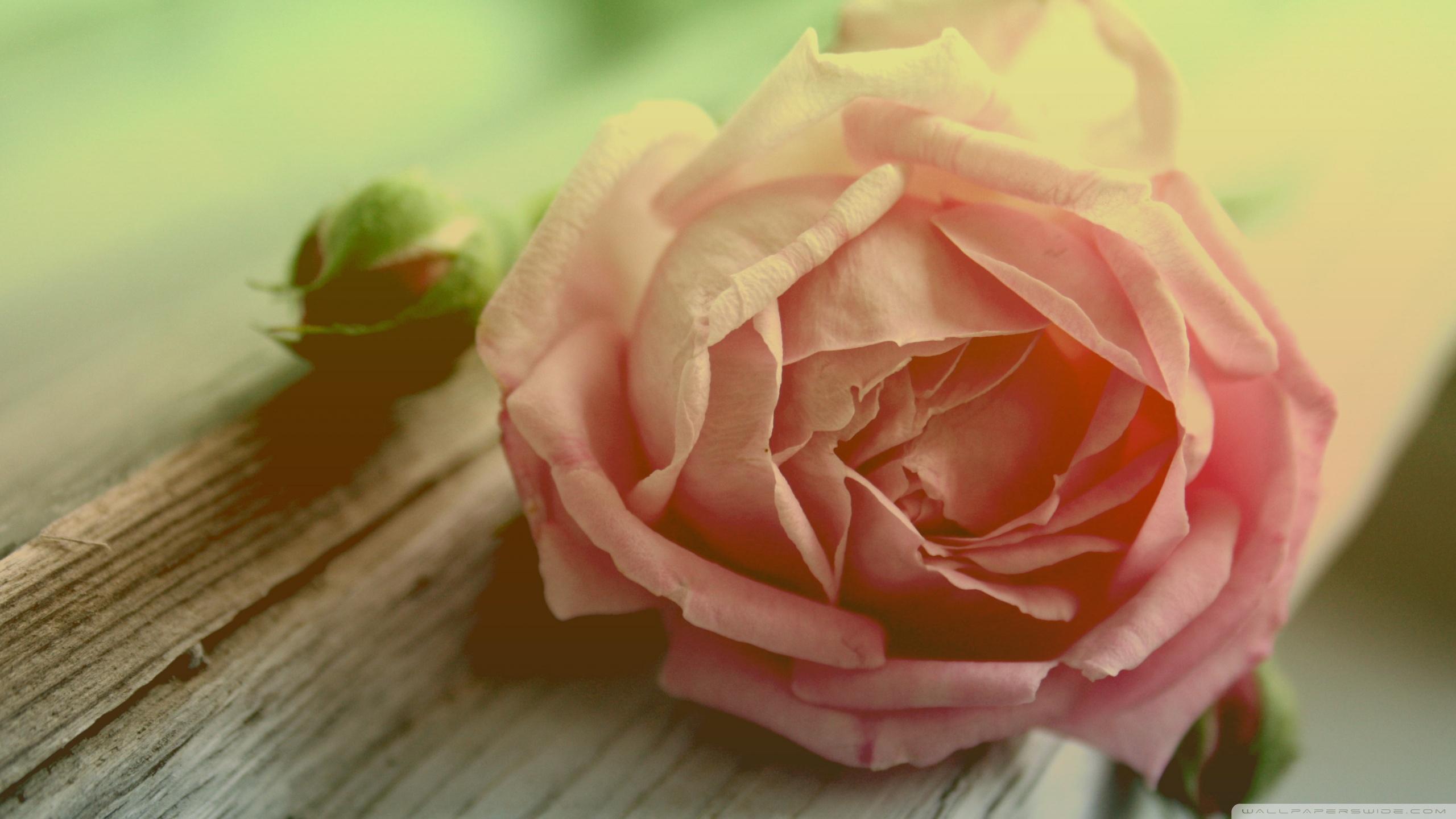 Withered Rose Wallpapers - Top Free Withered Rose Backgrounds ...